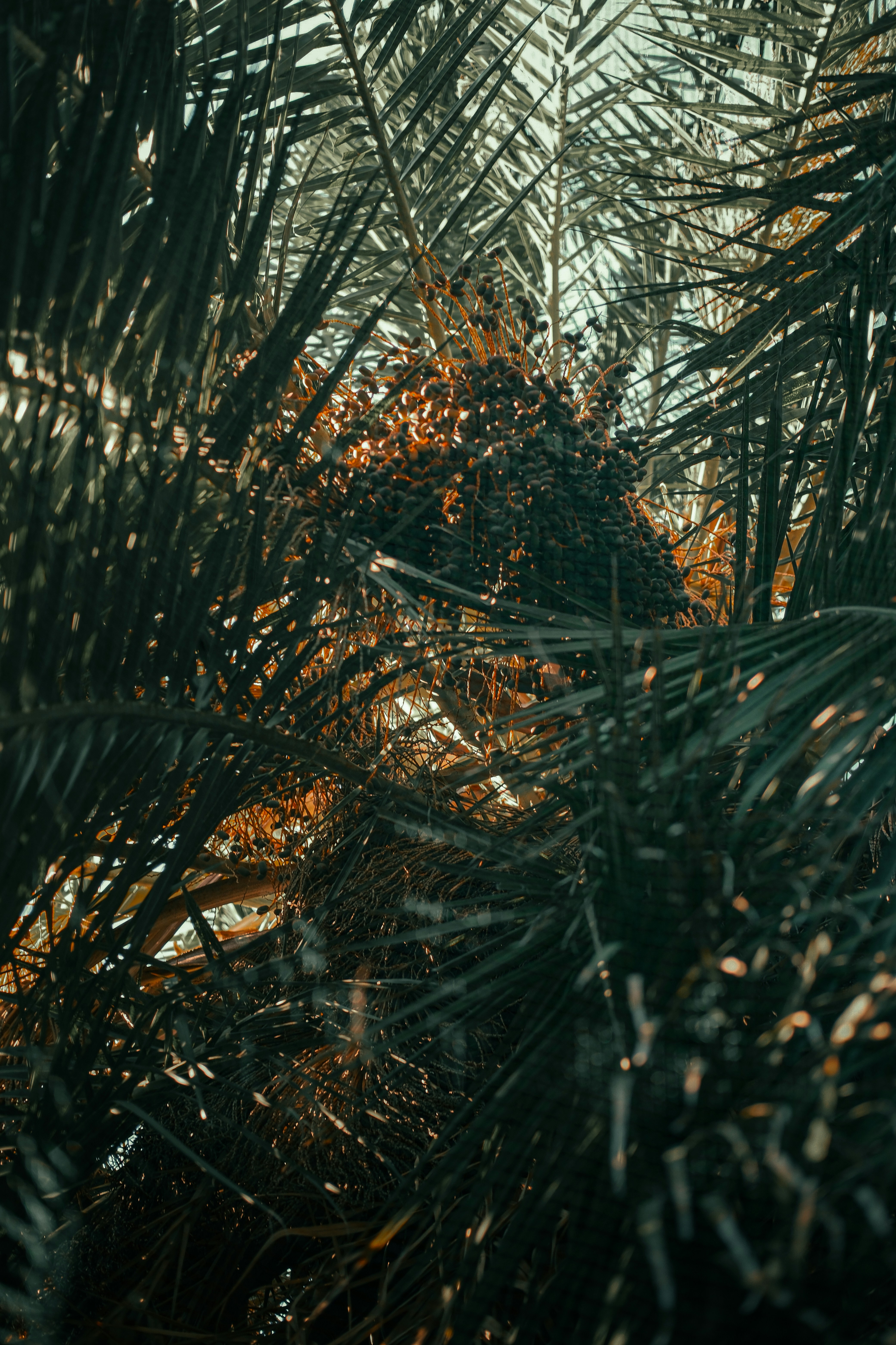 Fronds and Firelight: A Hidden Cluster Among Palm Leaves