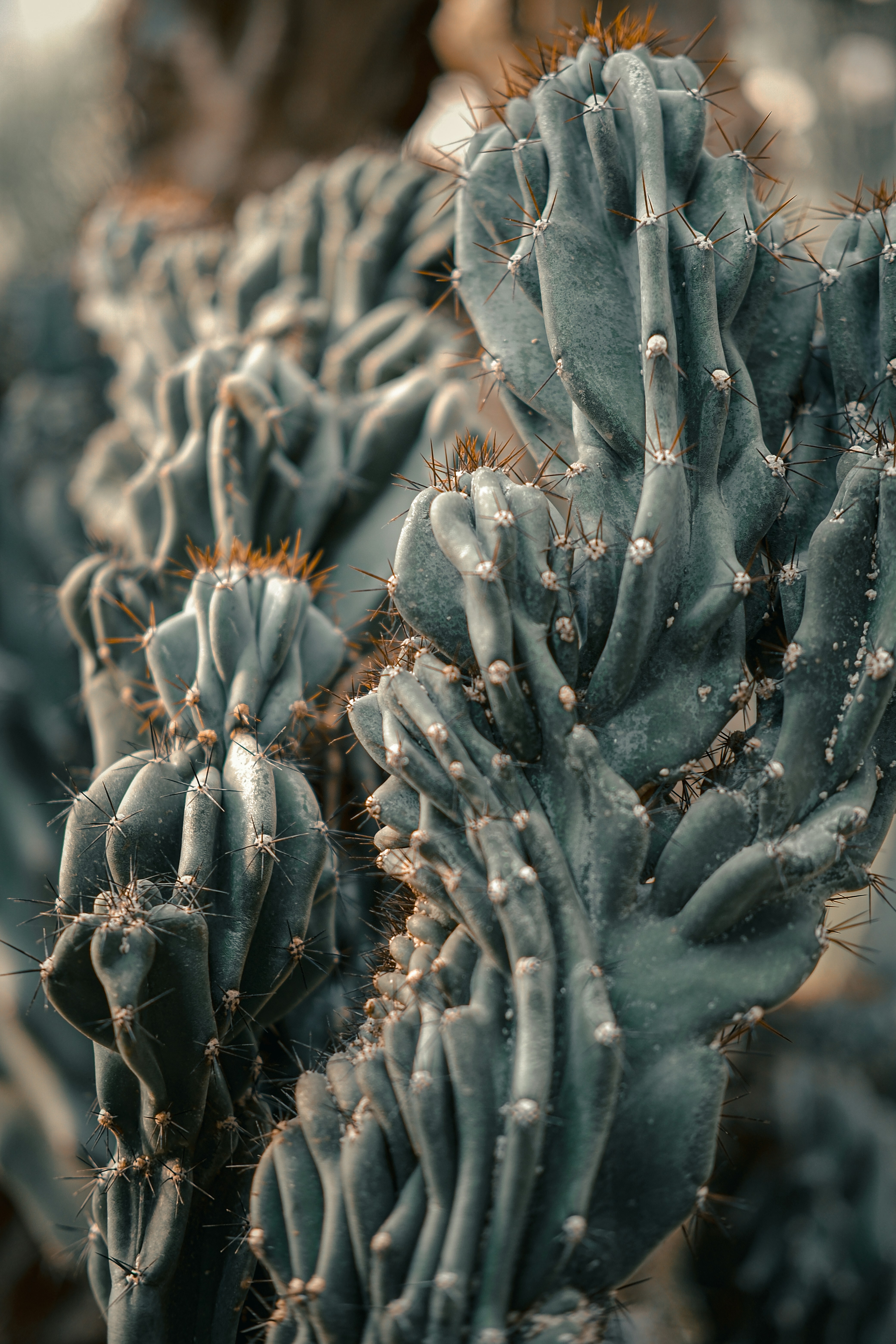Desert-Crowned Cacti: A Tangle of Spined Silhouettes