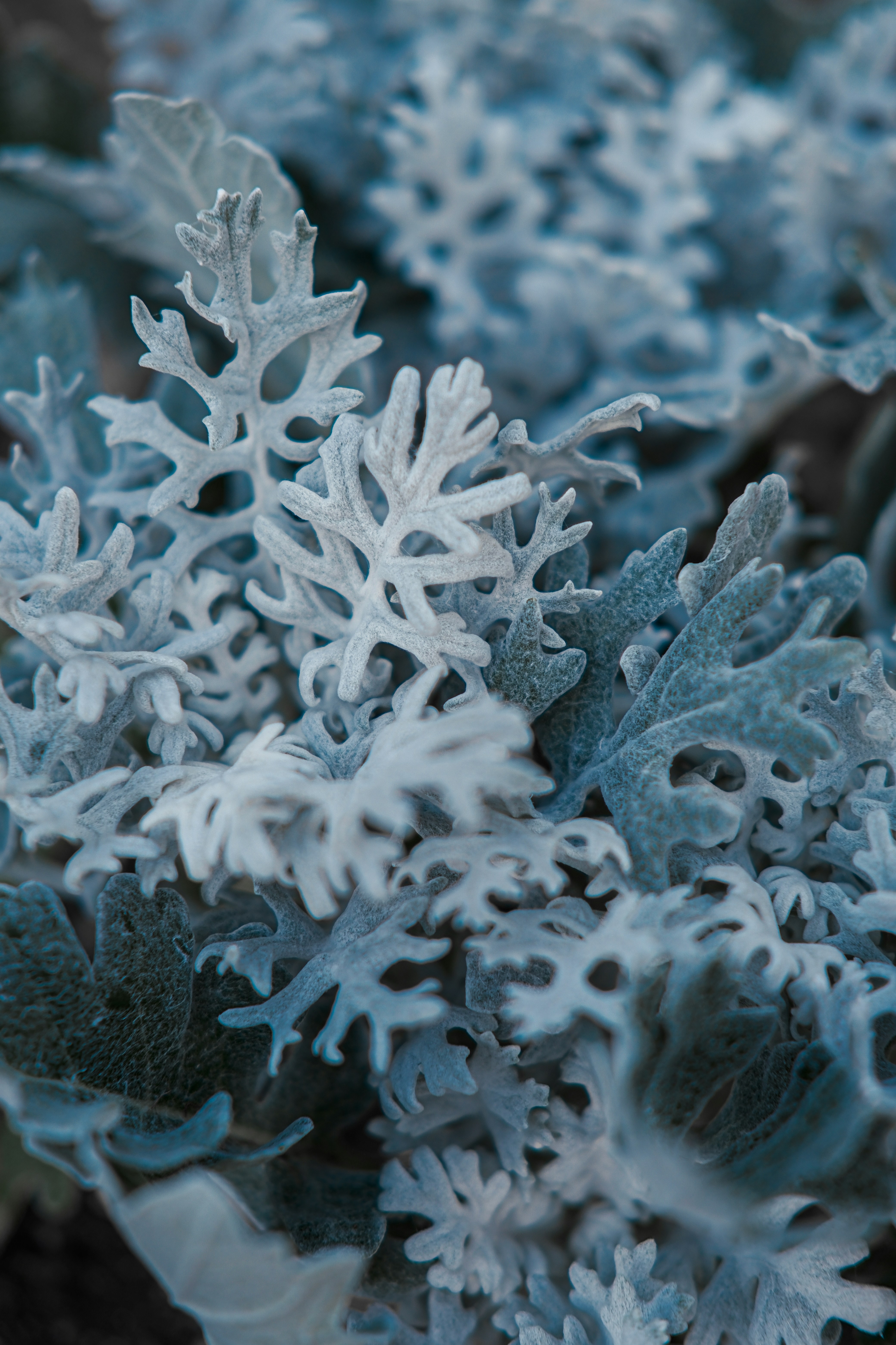 Frigid Fronds: Frosted Coralina in Quiet Frost