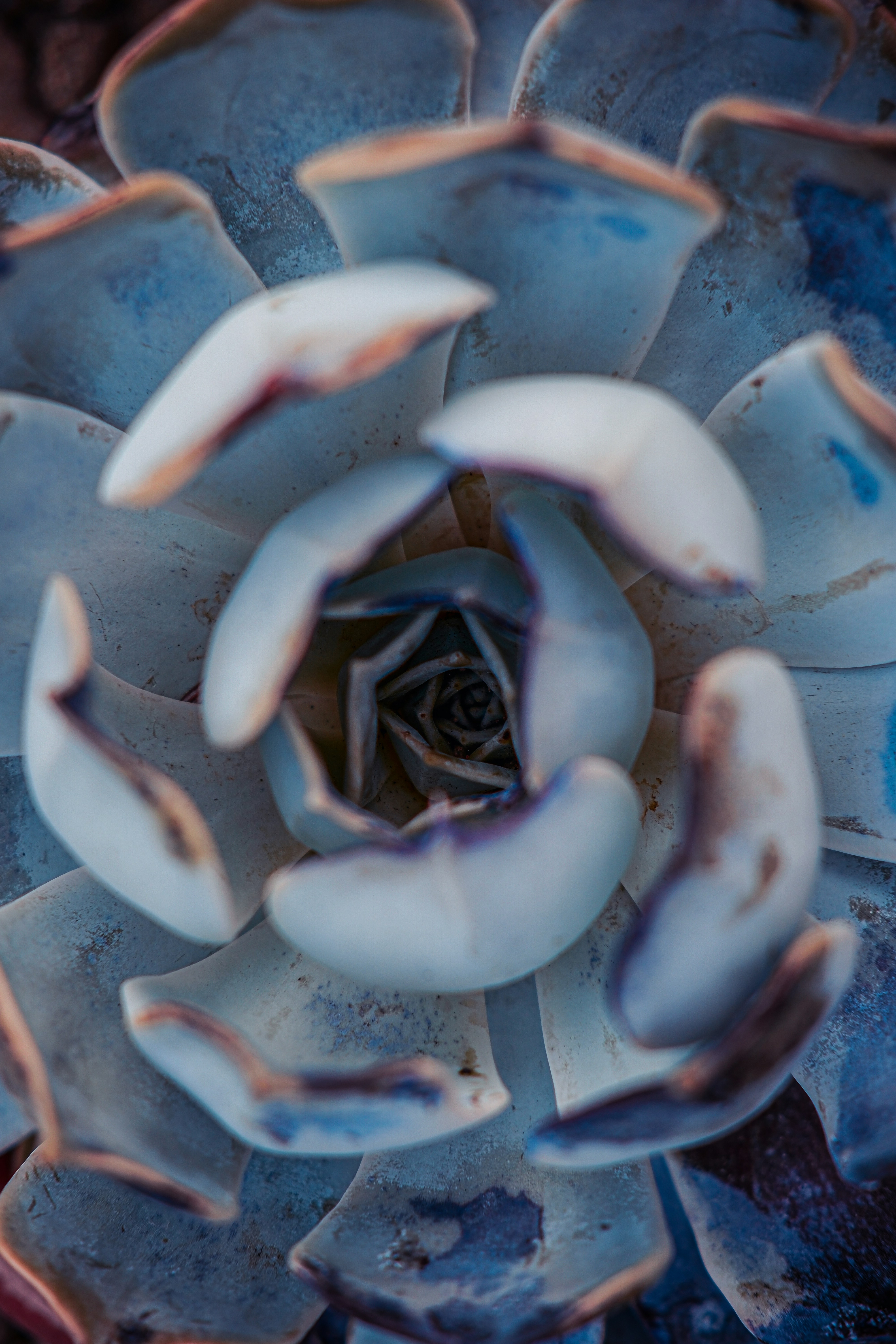 Ethereal Blue Rosette: A Succulent’s Quiet Spiral