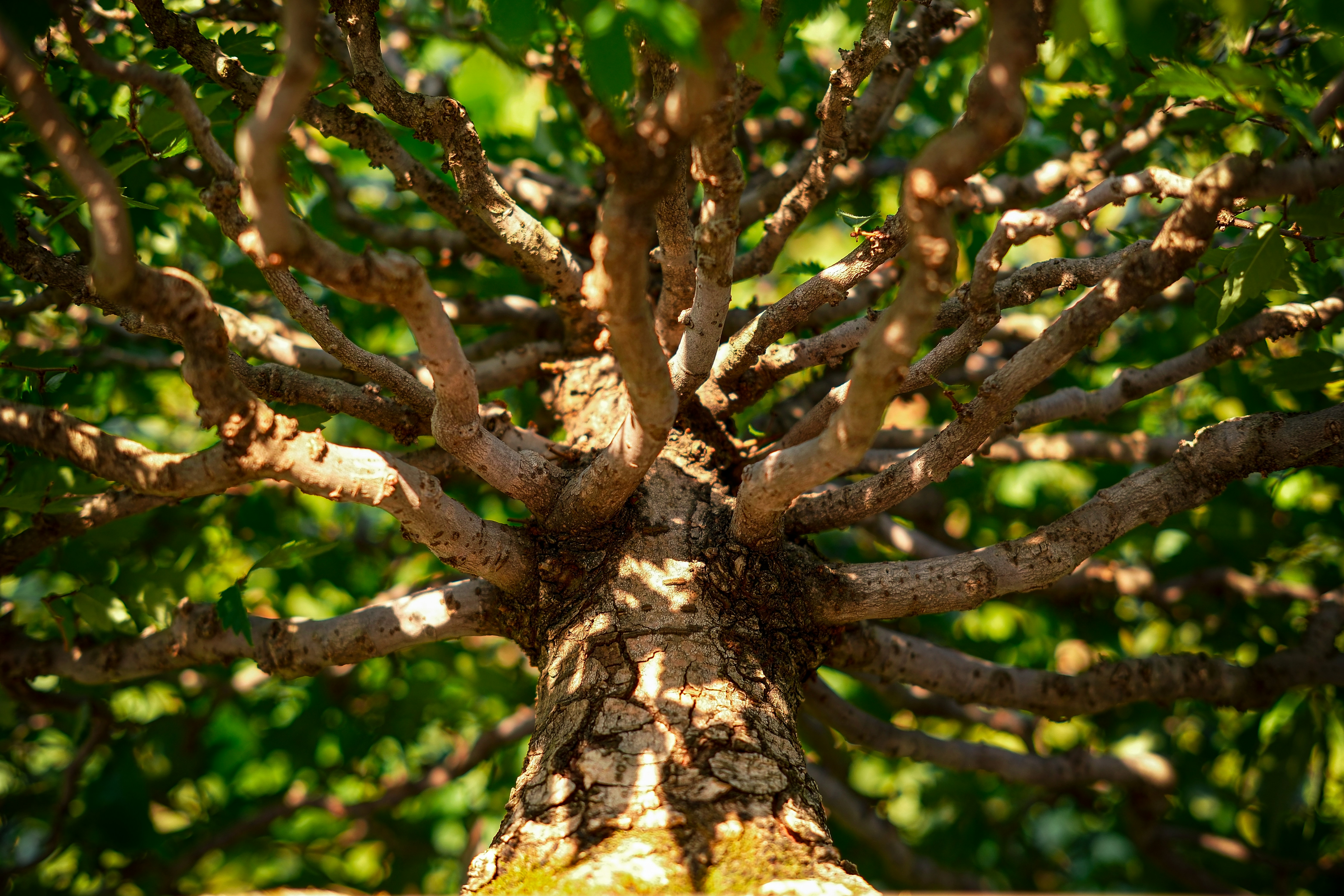 Gnarled Arboreal Crown: A View Up the Trunk