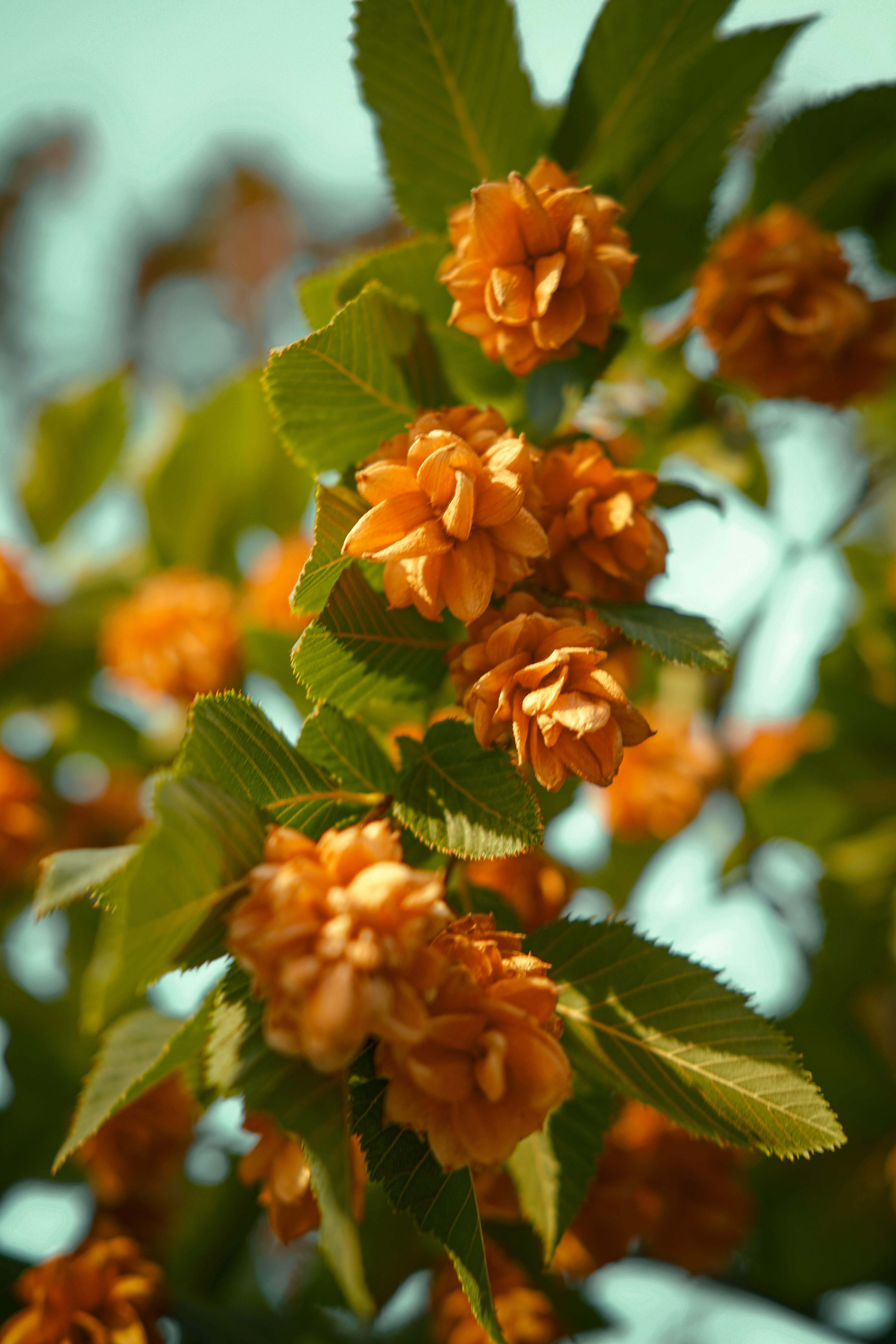 Amber bloom cluster catching sun among emerald leaves