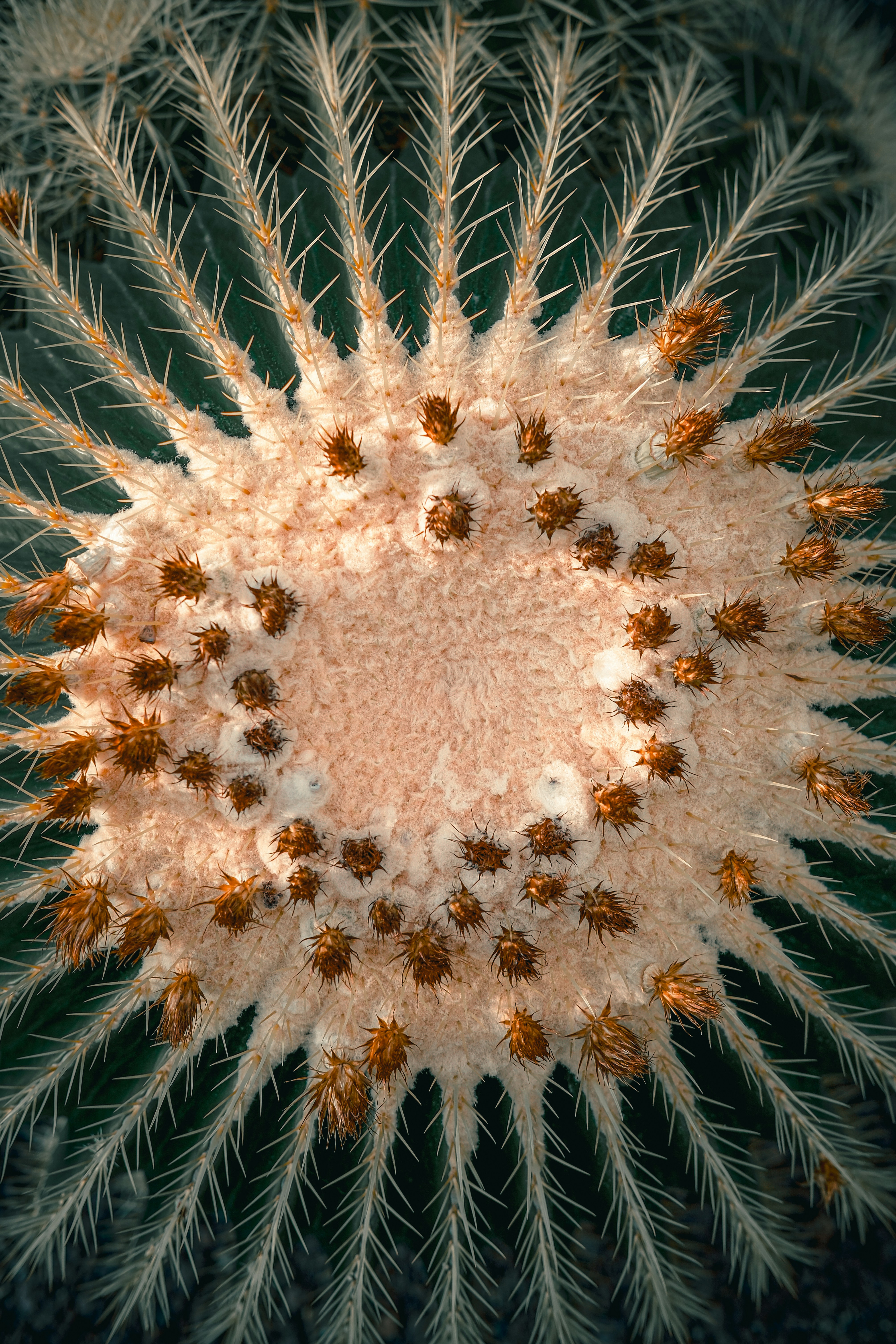 Radiant Bloom: A Desert Starburst in Macro Detail
