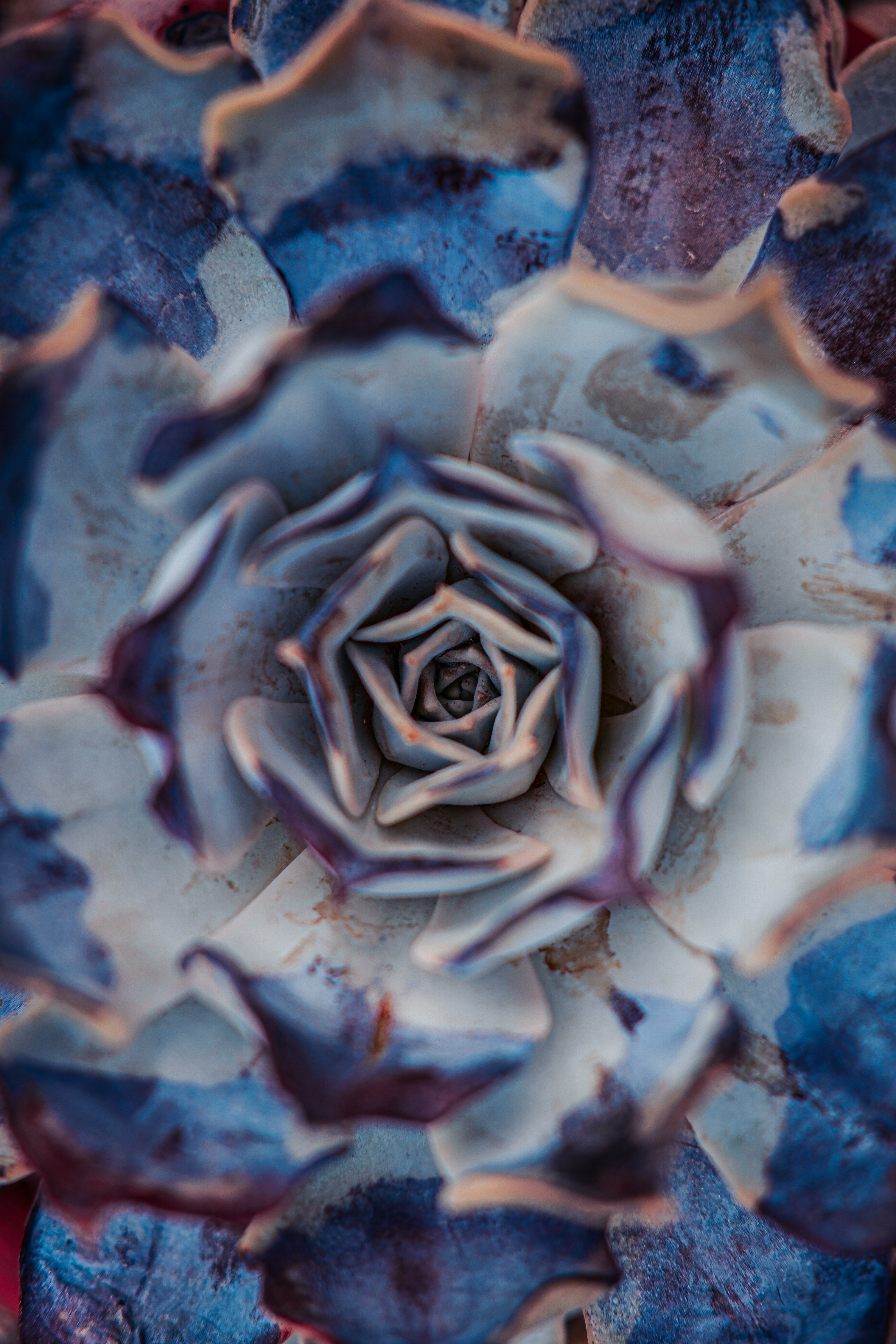 Blue-Tinted Rosette: A Macro Spiral of Frosted Petals