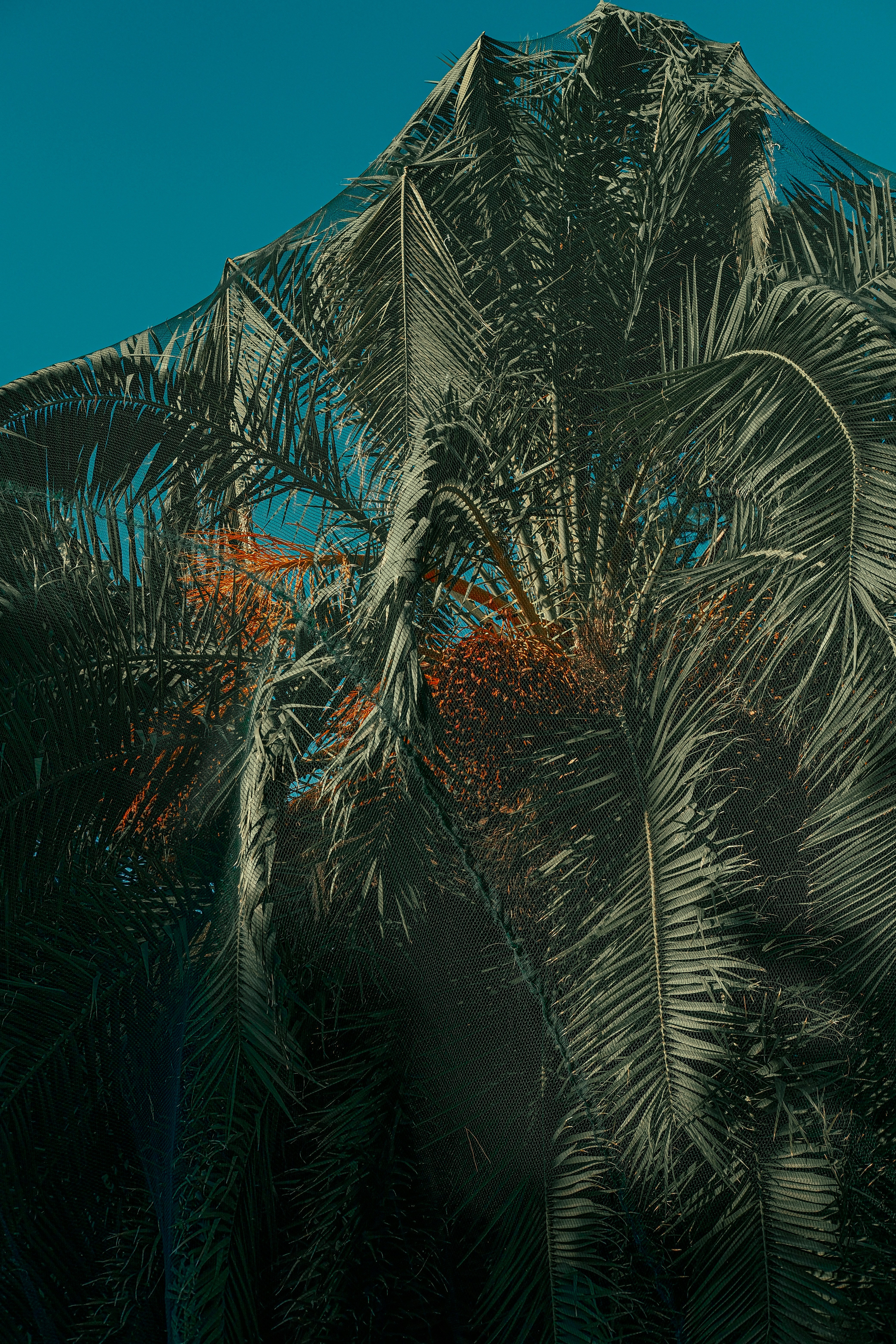 Sunlit Palm Canopy under a Cerulean Sky