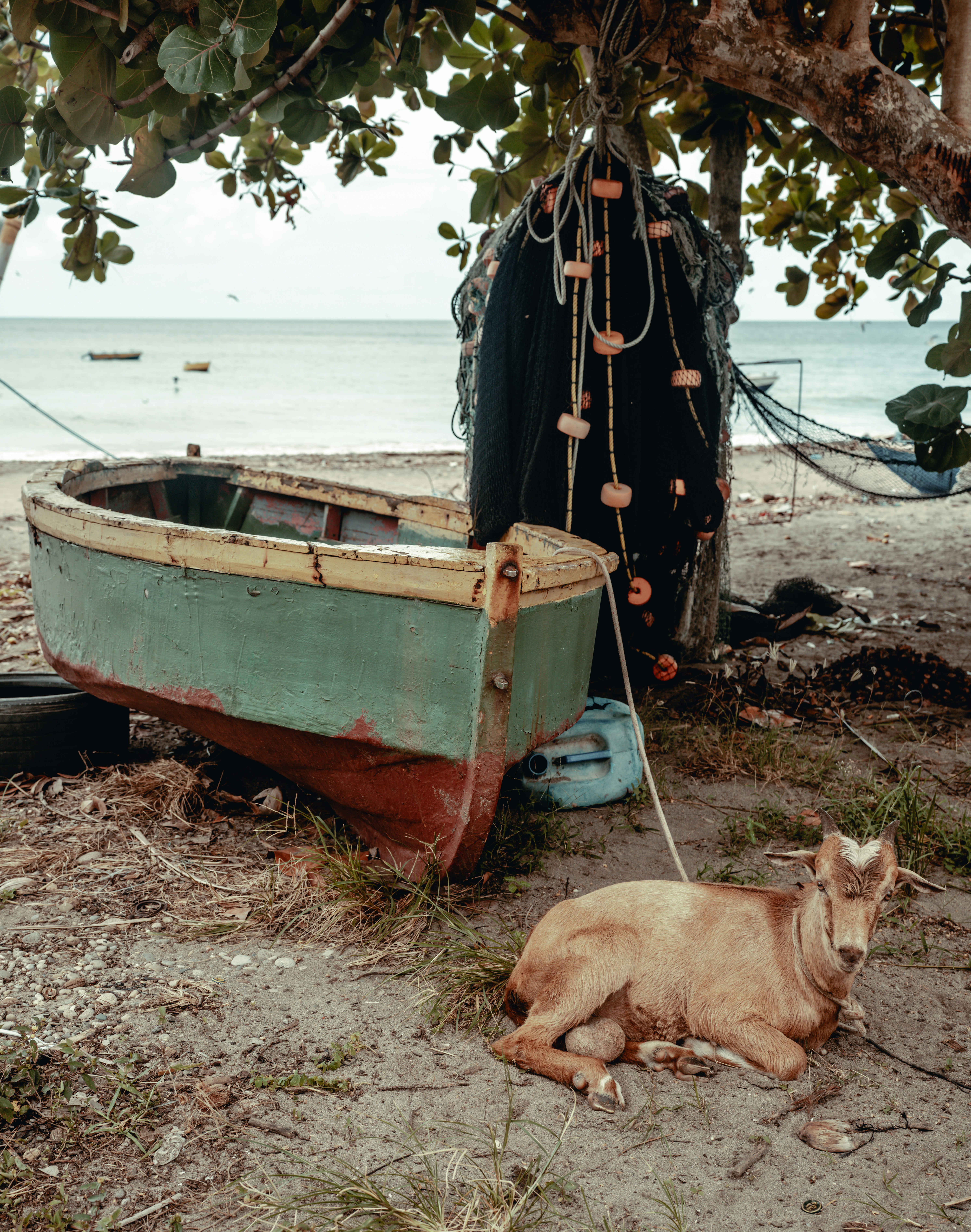 Shoreline Rest: A Boatshed, Netting, and a Gentledog