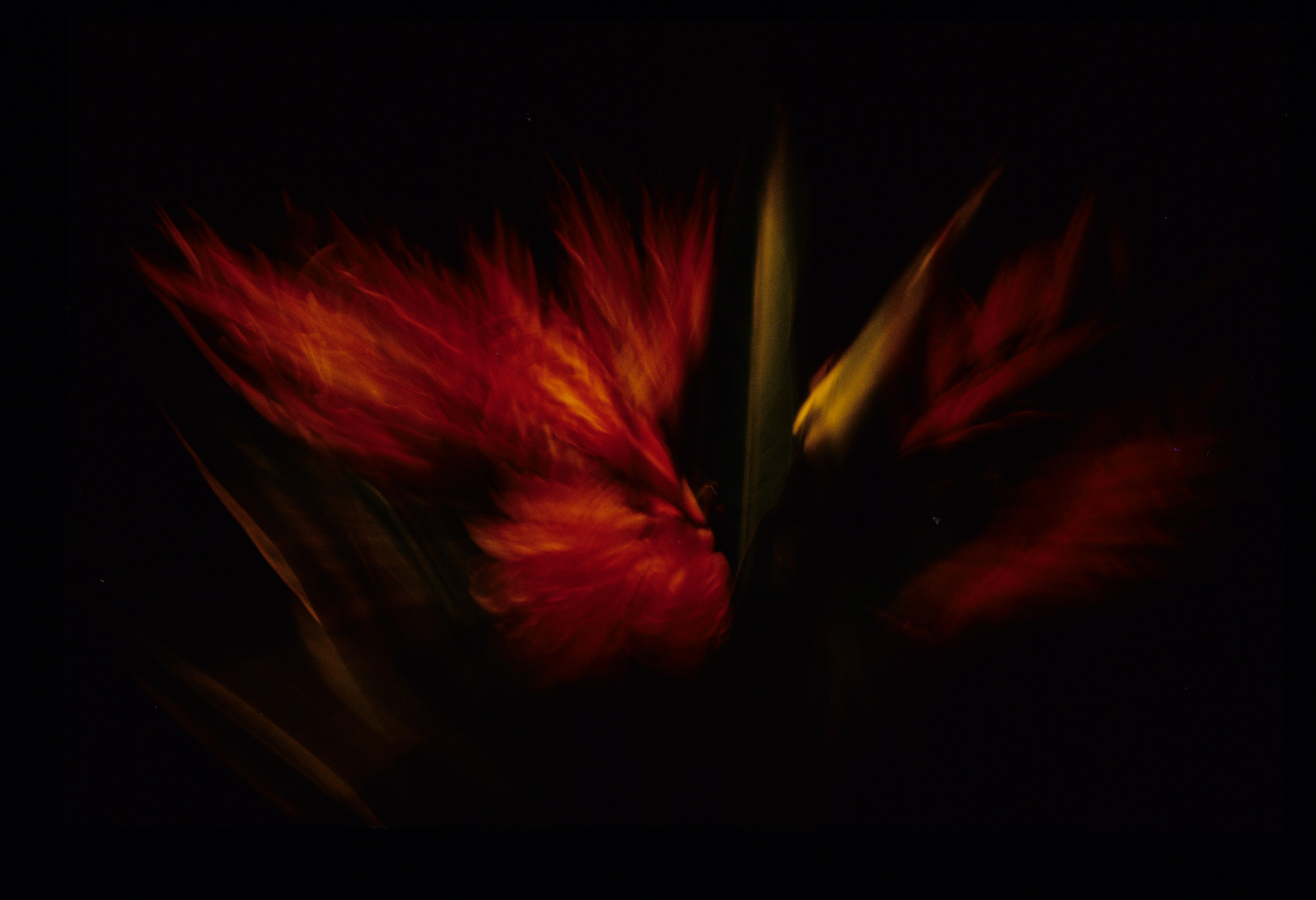 Red Bloom in the Void