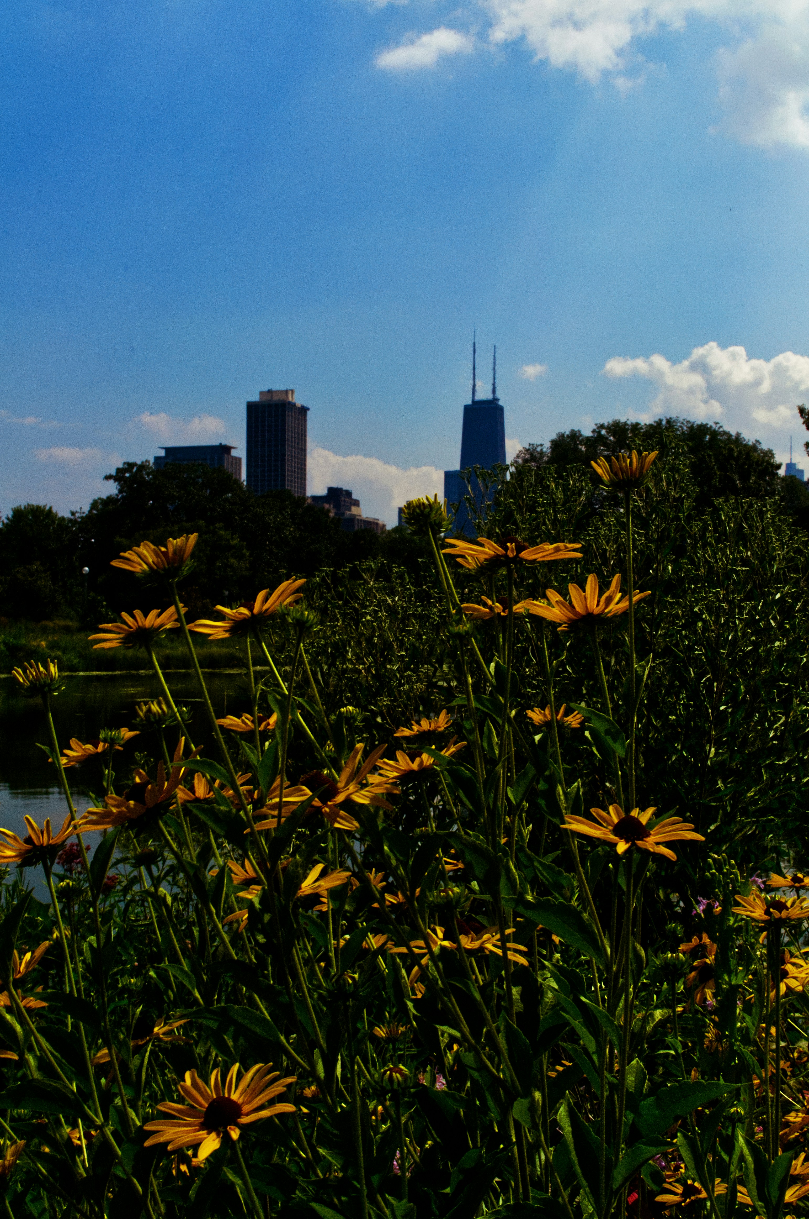 Urban Skyline Framed by Spring Dlowers