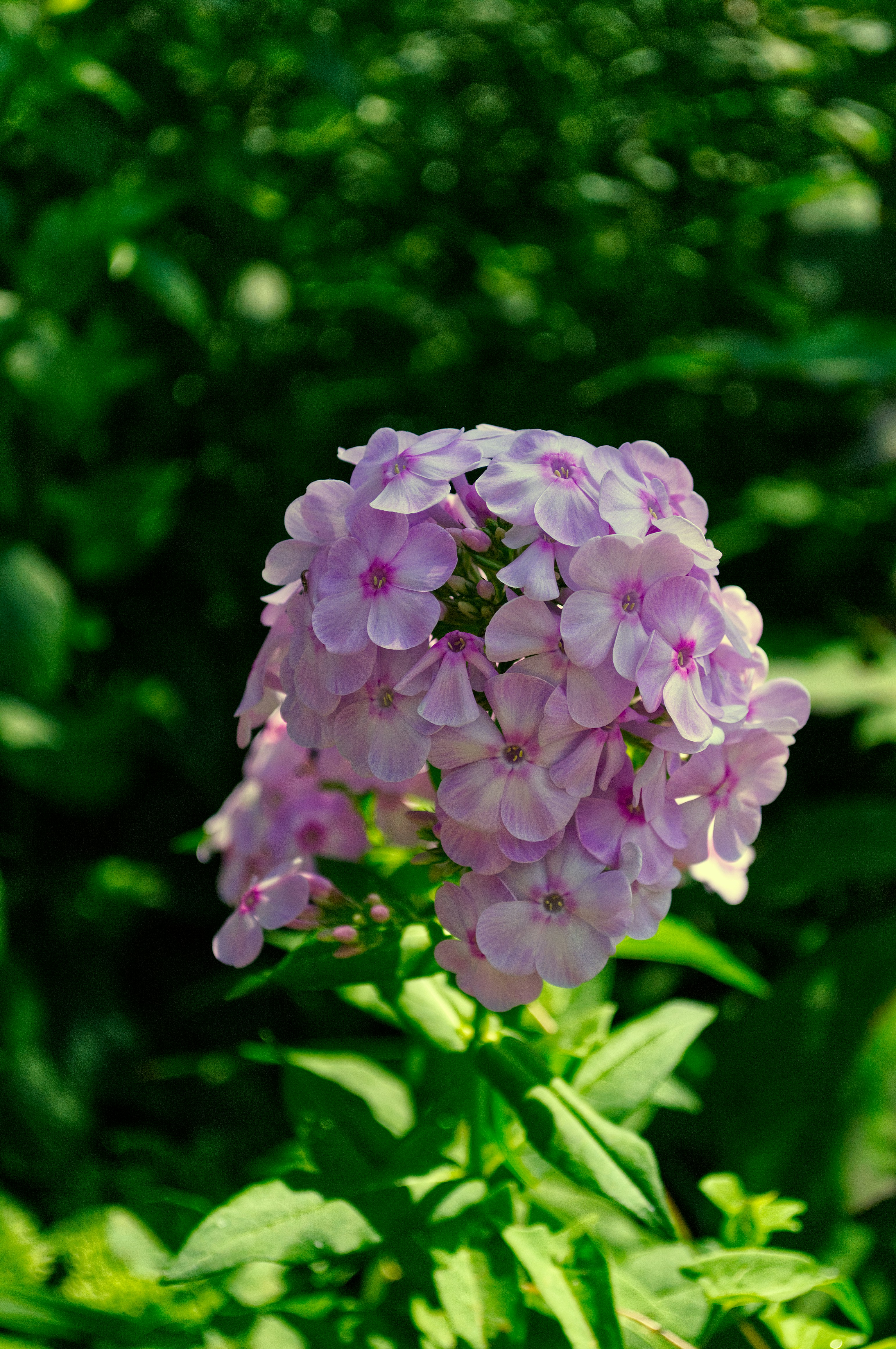 Lavender Hydrangea Cluster in Sunlit Garden