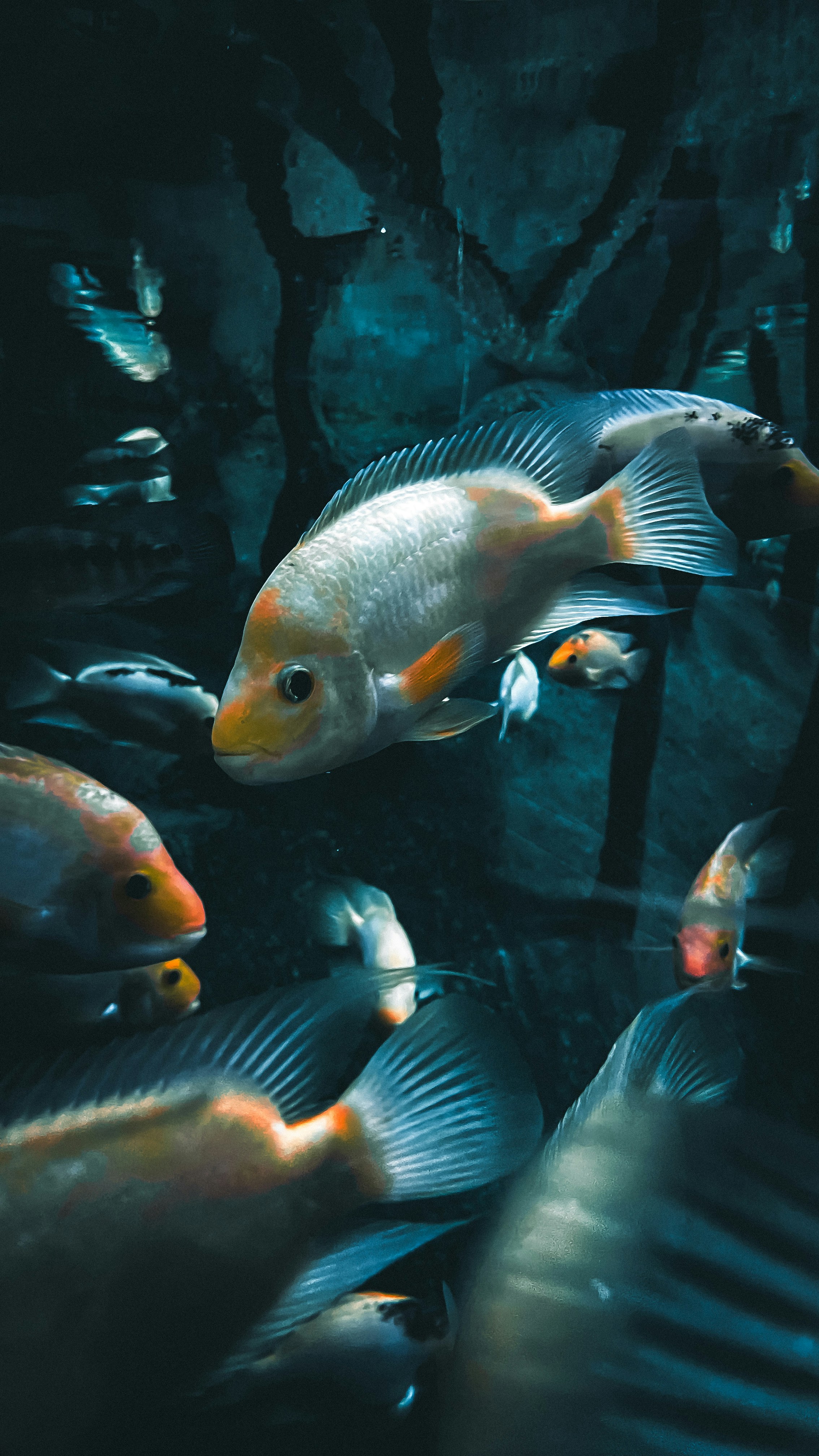 Group of koi fish glide through a dark aquarium, orange and white bodies contrasting with blue-green water and shadowy rocks.
