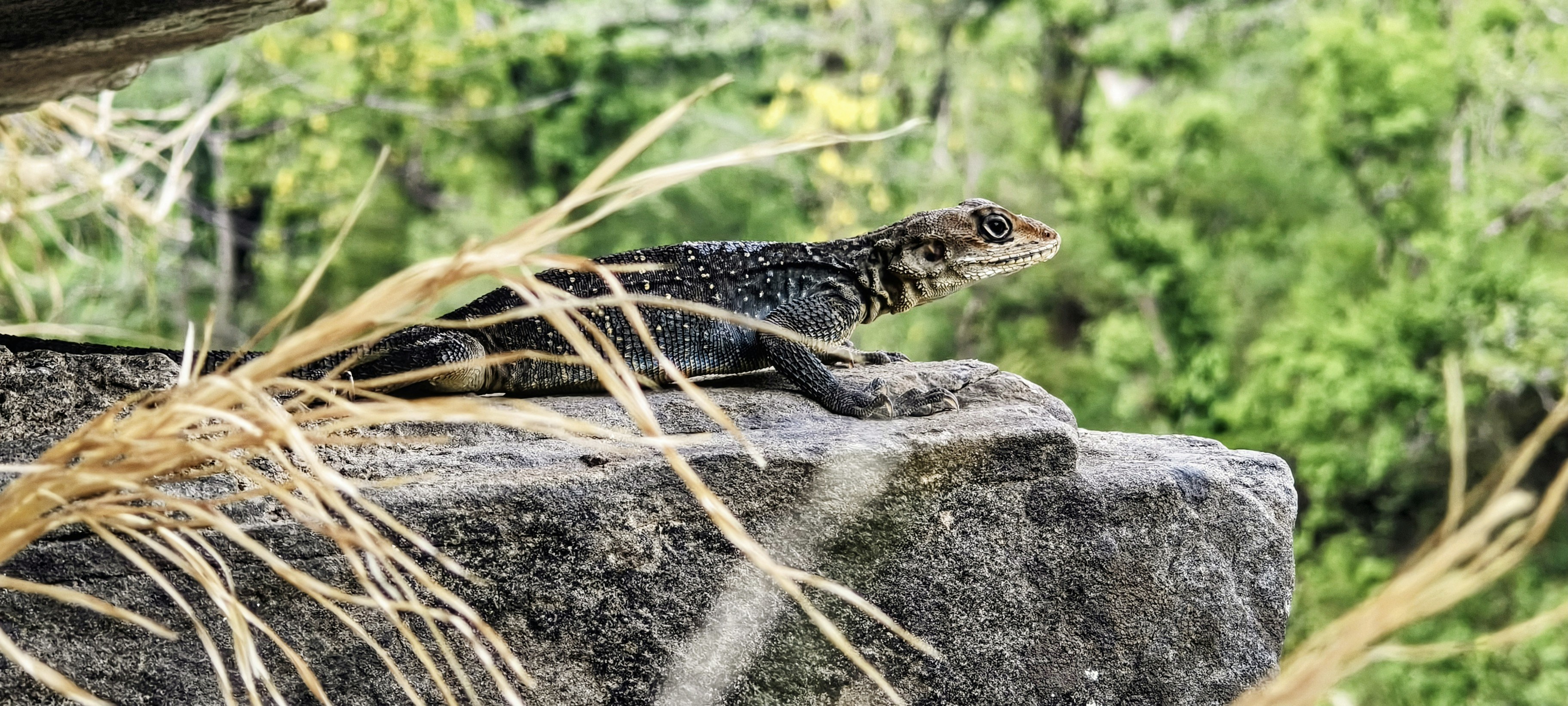 Stone Sentinel: A Lizard Perched on Weathered Granite