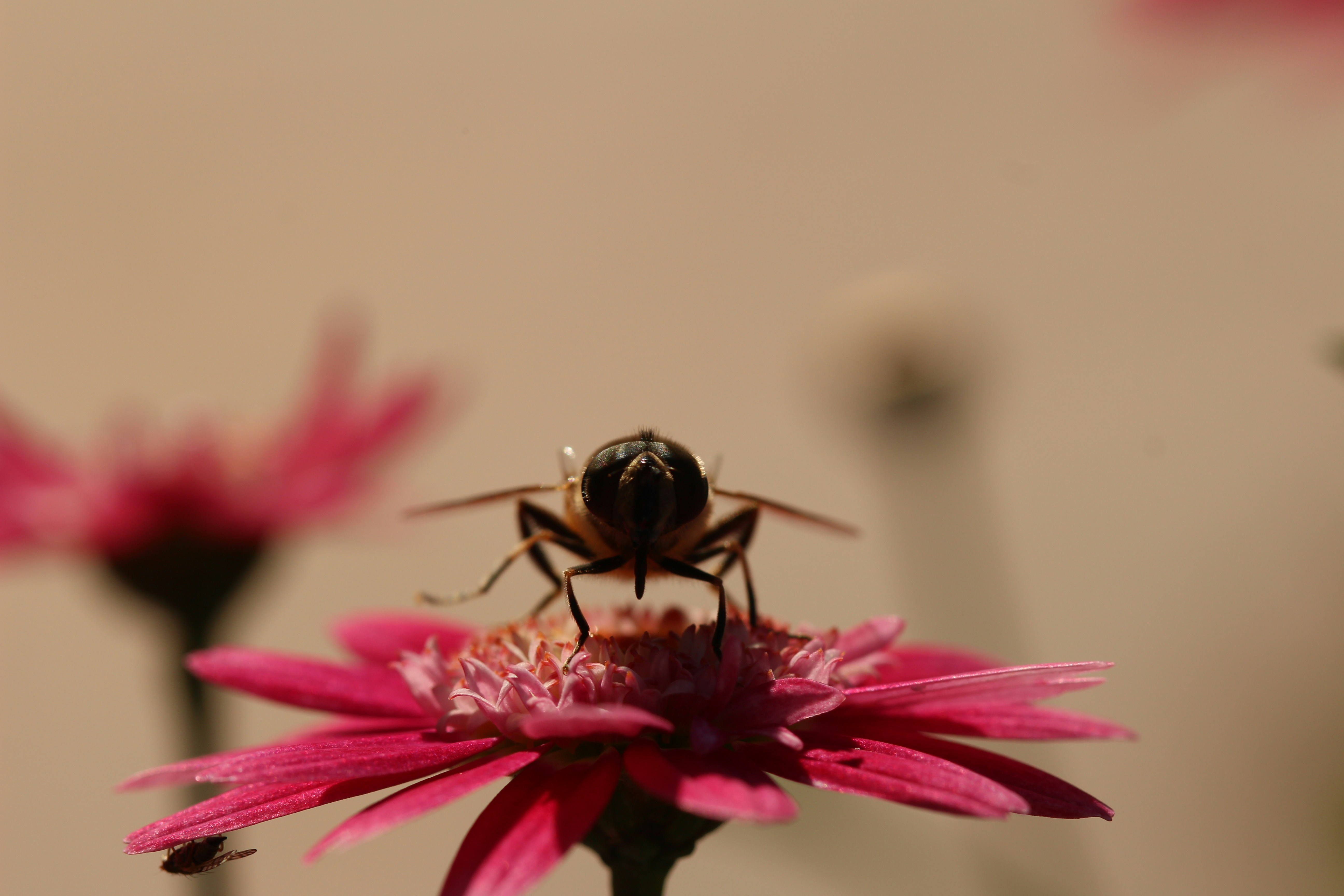 Central Bee on Magenta Daisy in Soft Backlight