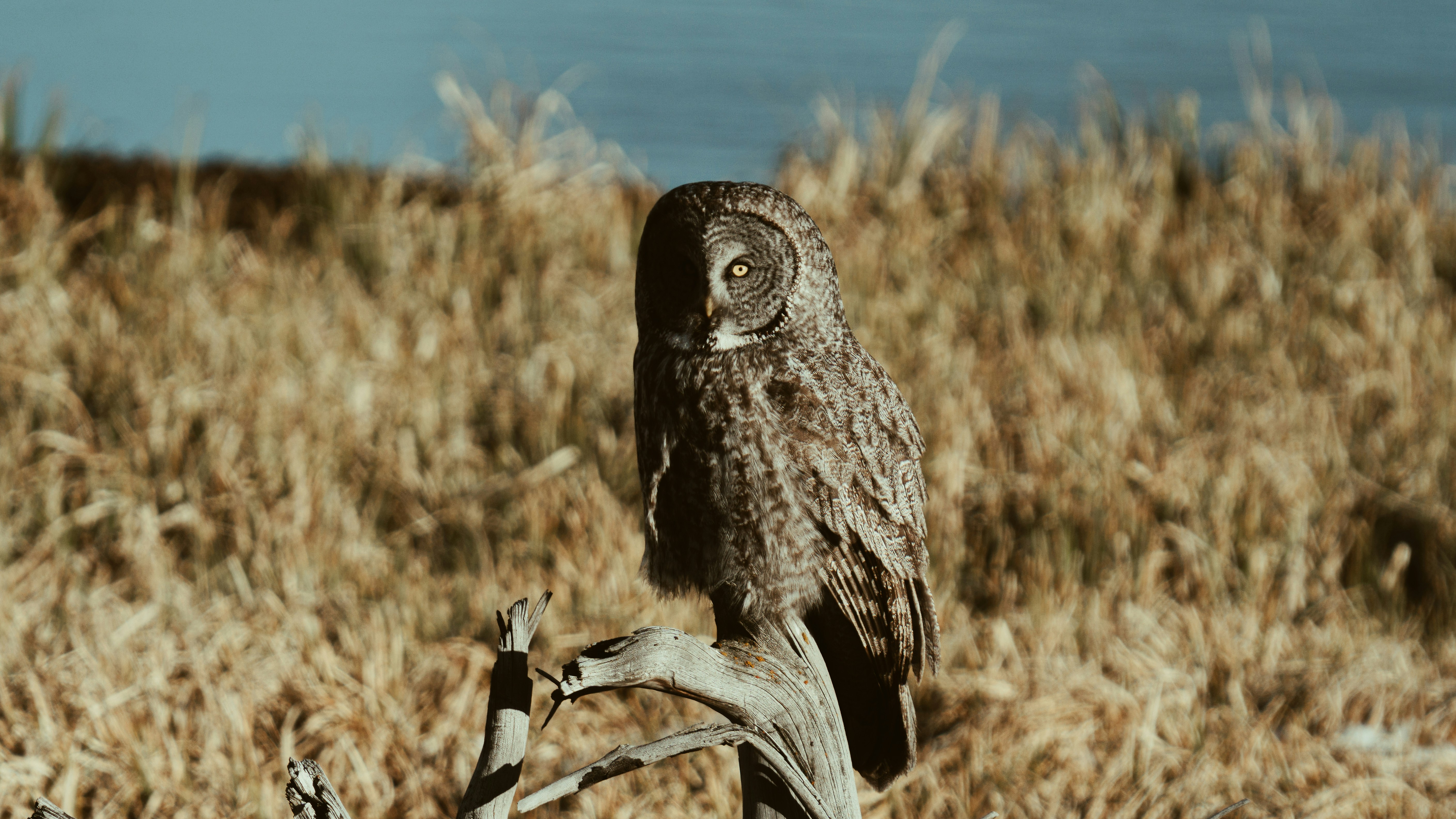 Silent Watcher of the Dune Grass