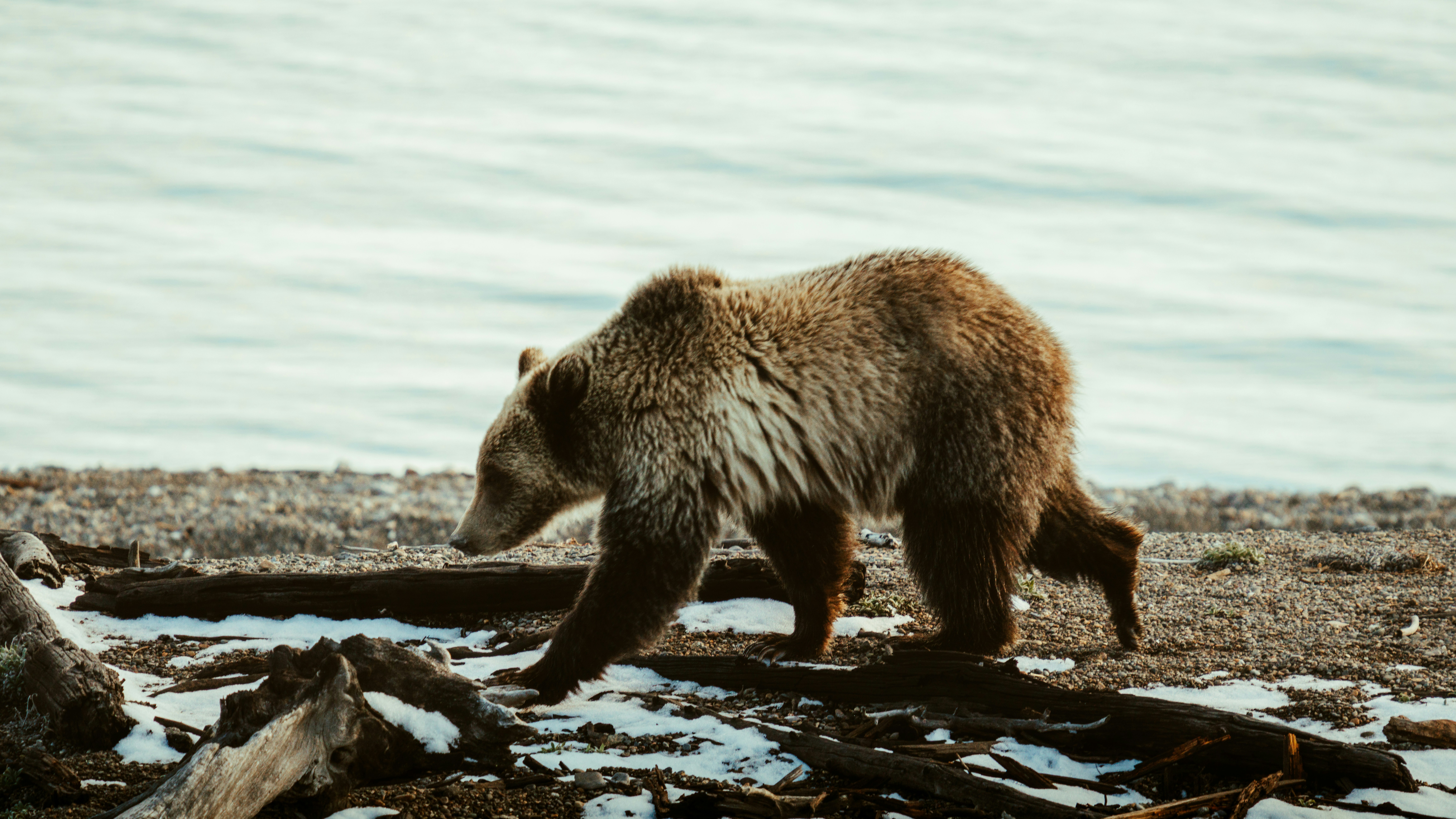 Bear on the Shore: A Quest for Crumbs by the Water's Edge