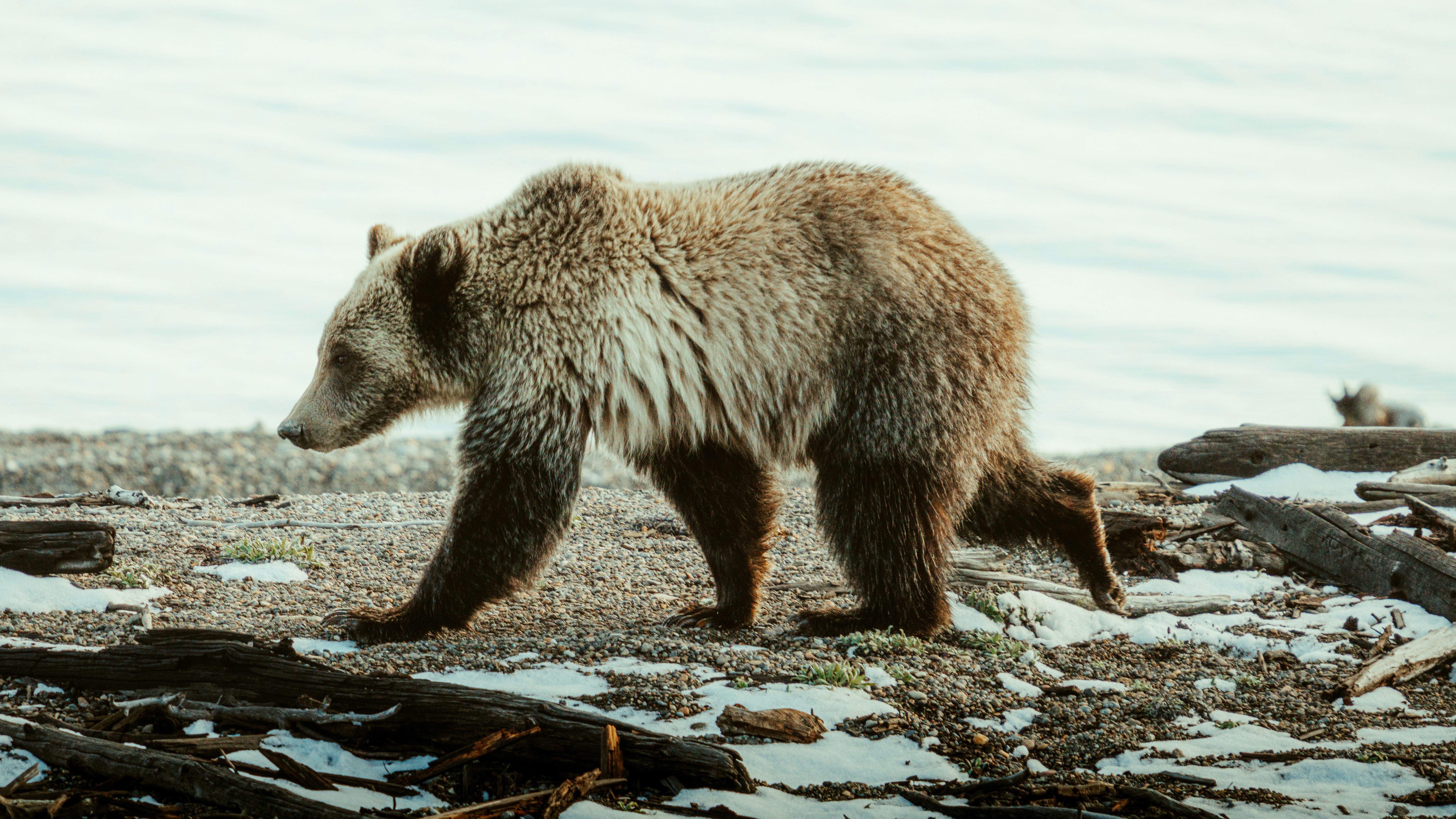 Coastal Grizzly in Quiet Transition