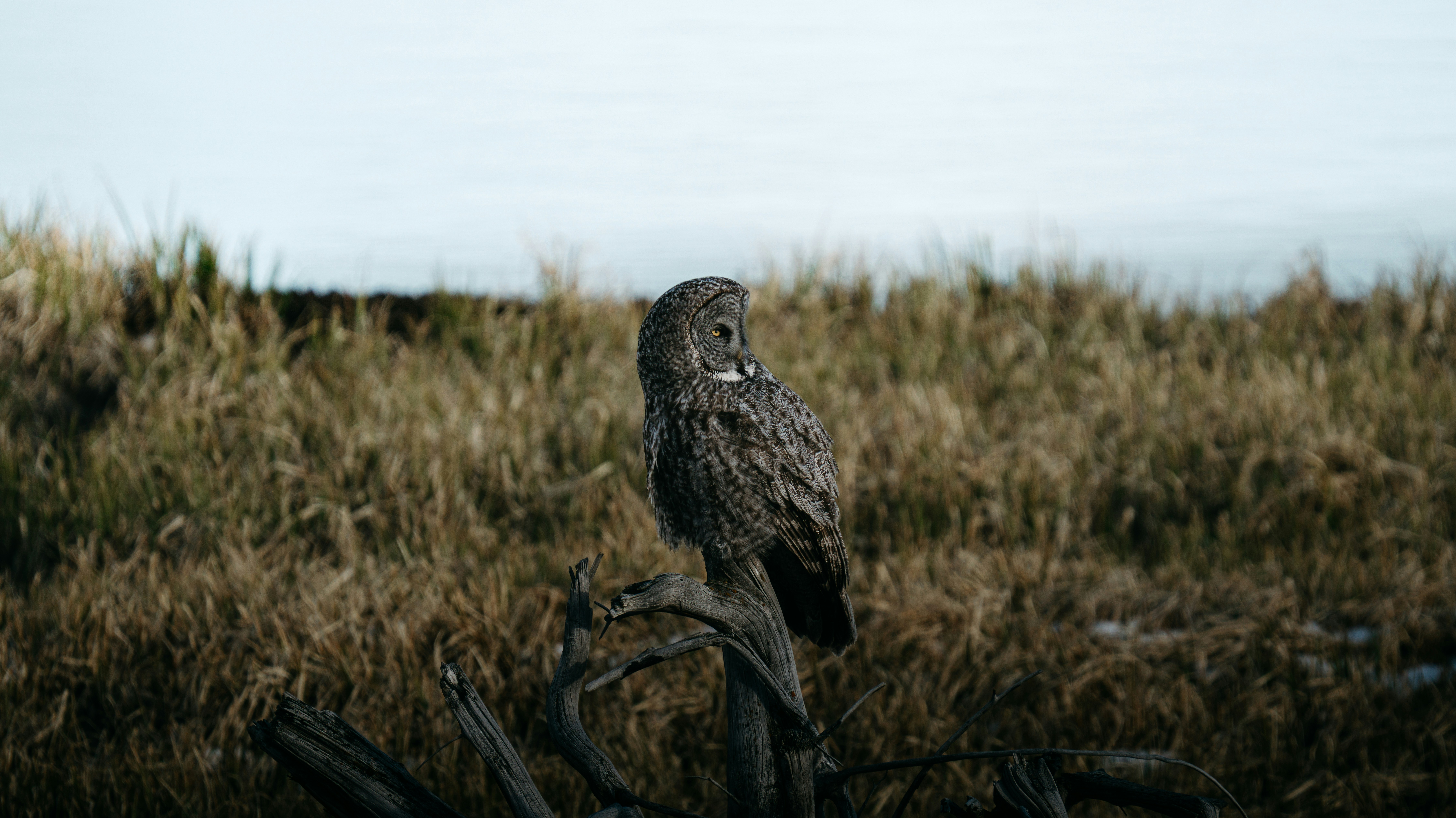 The Watcher by the Marsh