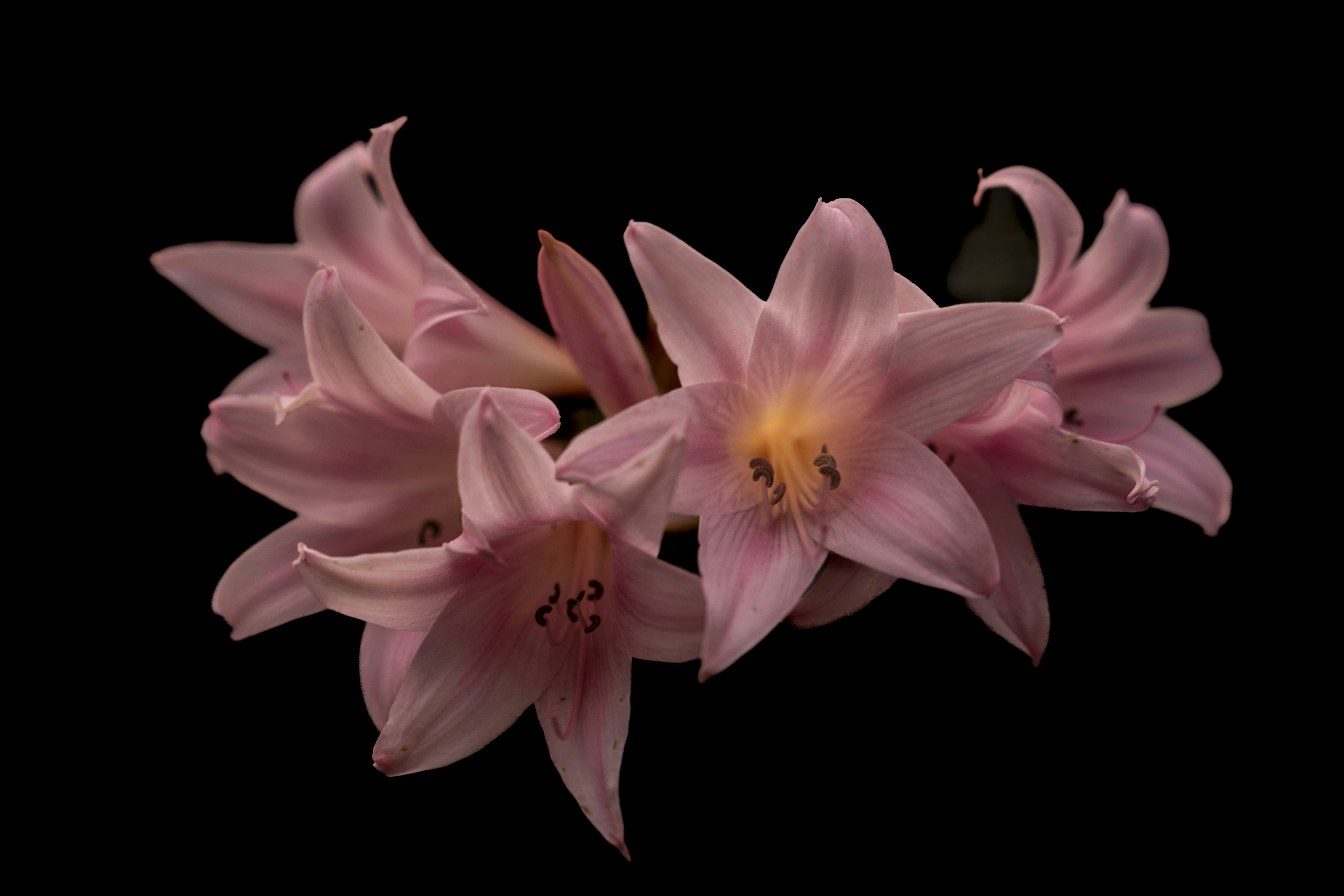 Petal Chorus: Pink Lilies in Velvet Darkness