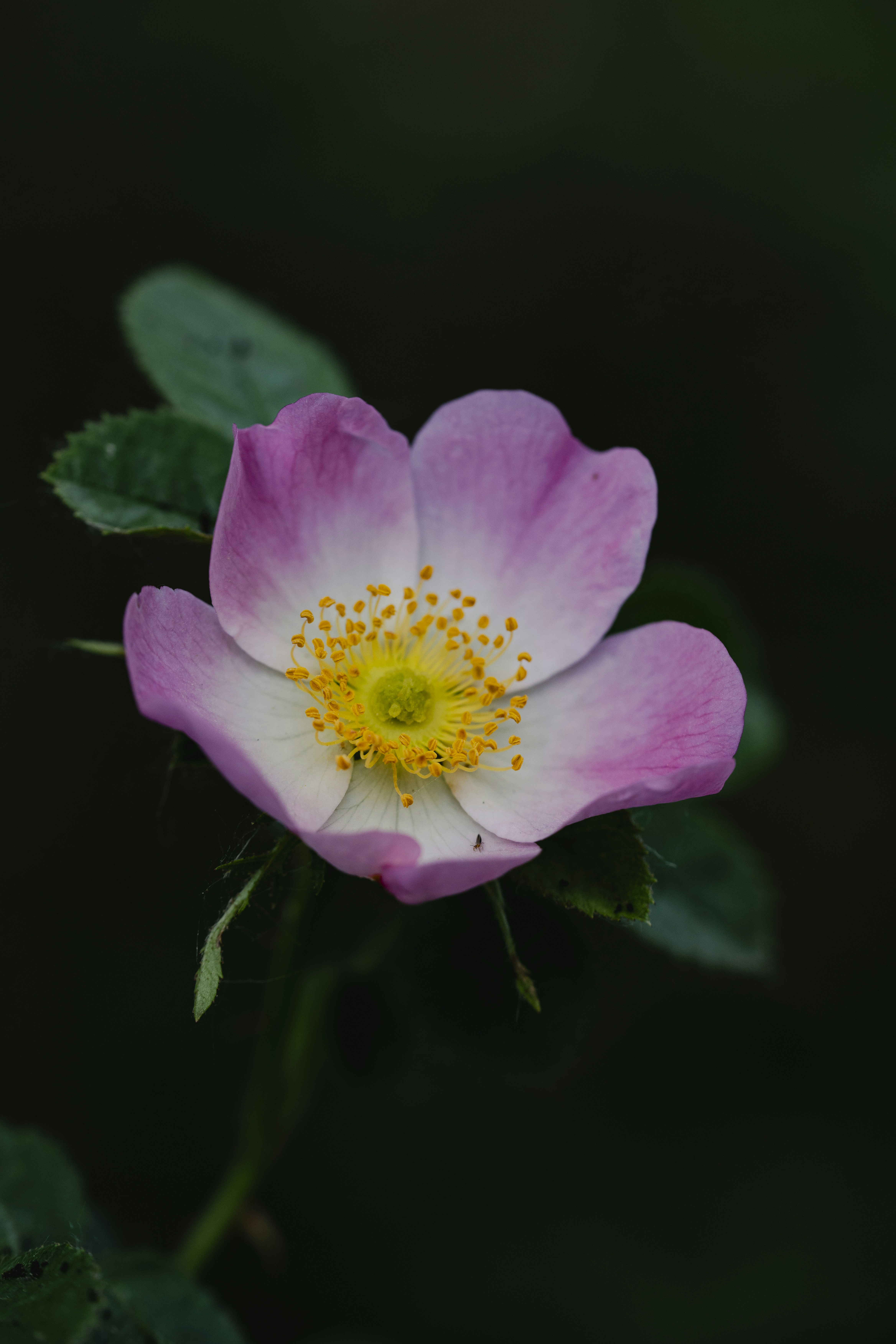 Petaled Spotlight: a single rose blossom against a velvet-dark backdrop