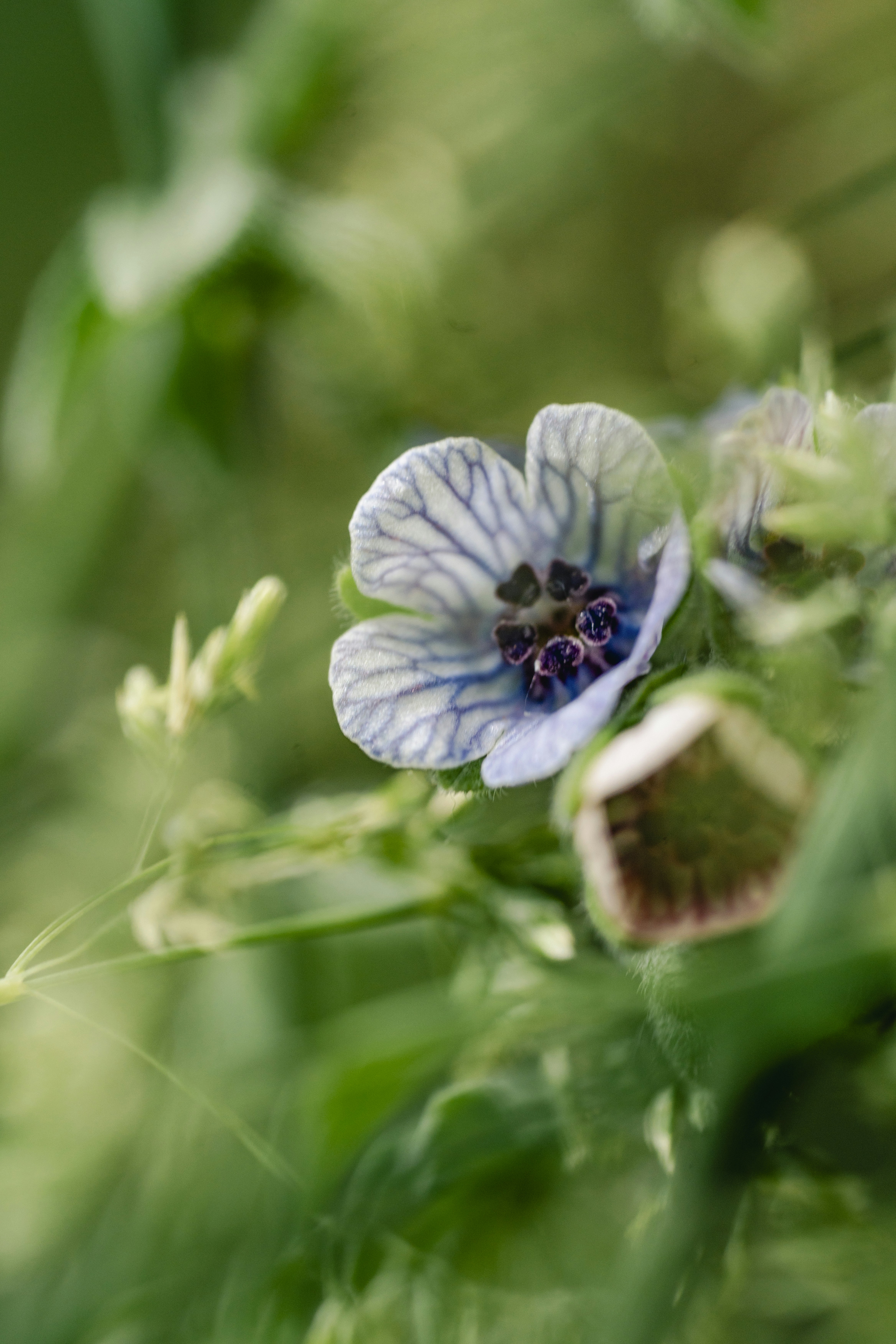 Blue-veined blossom in a sea of green