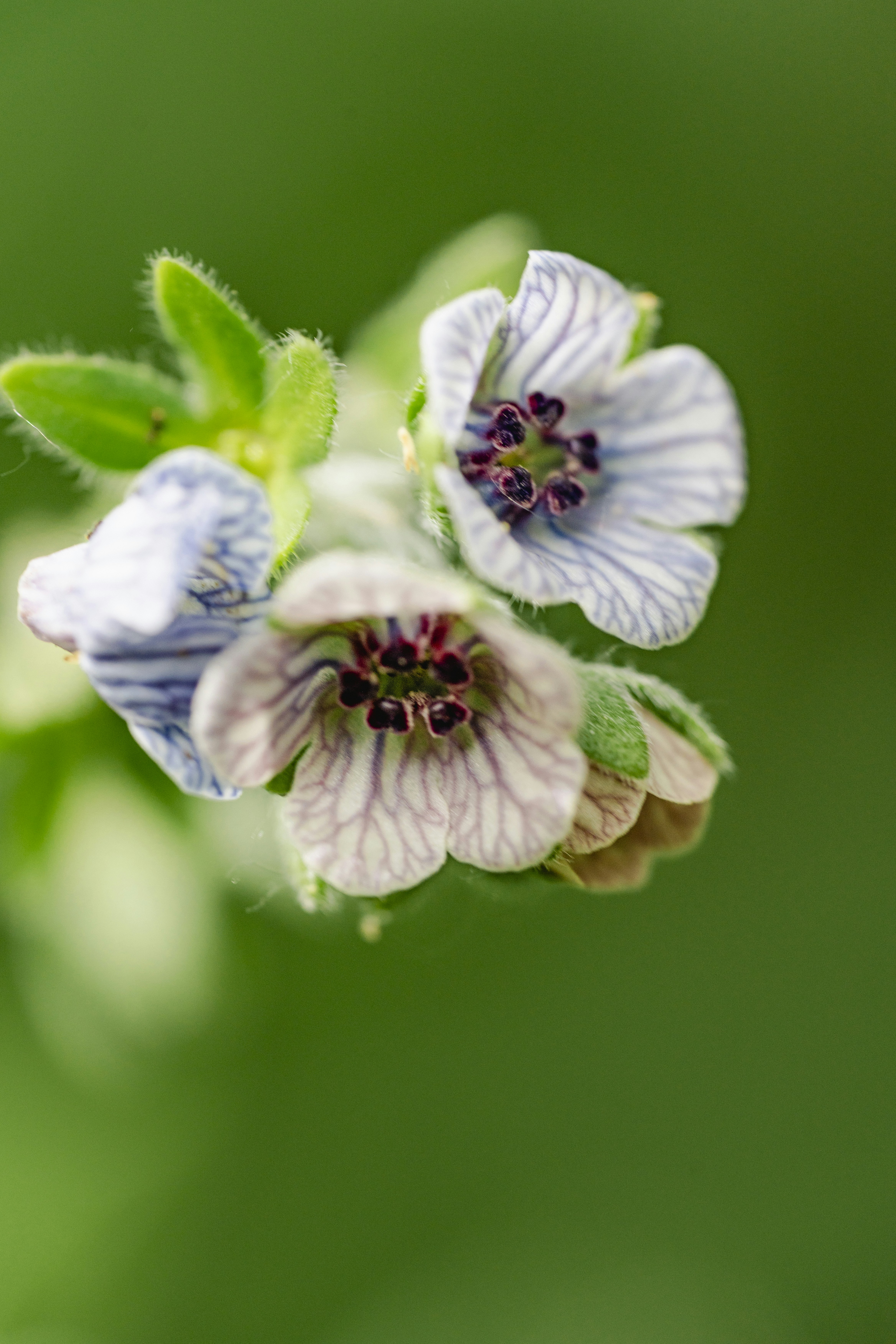 Petal Veins in Bloom: A Close-Up of Blue-tinged Florals
