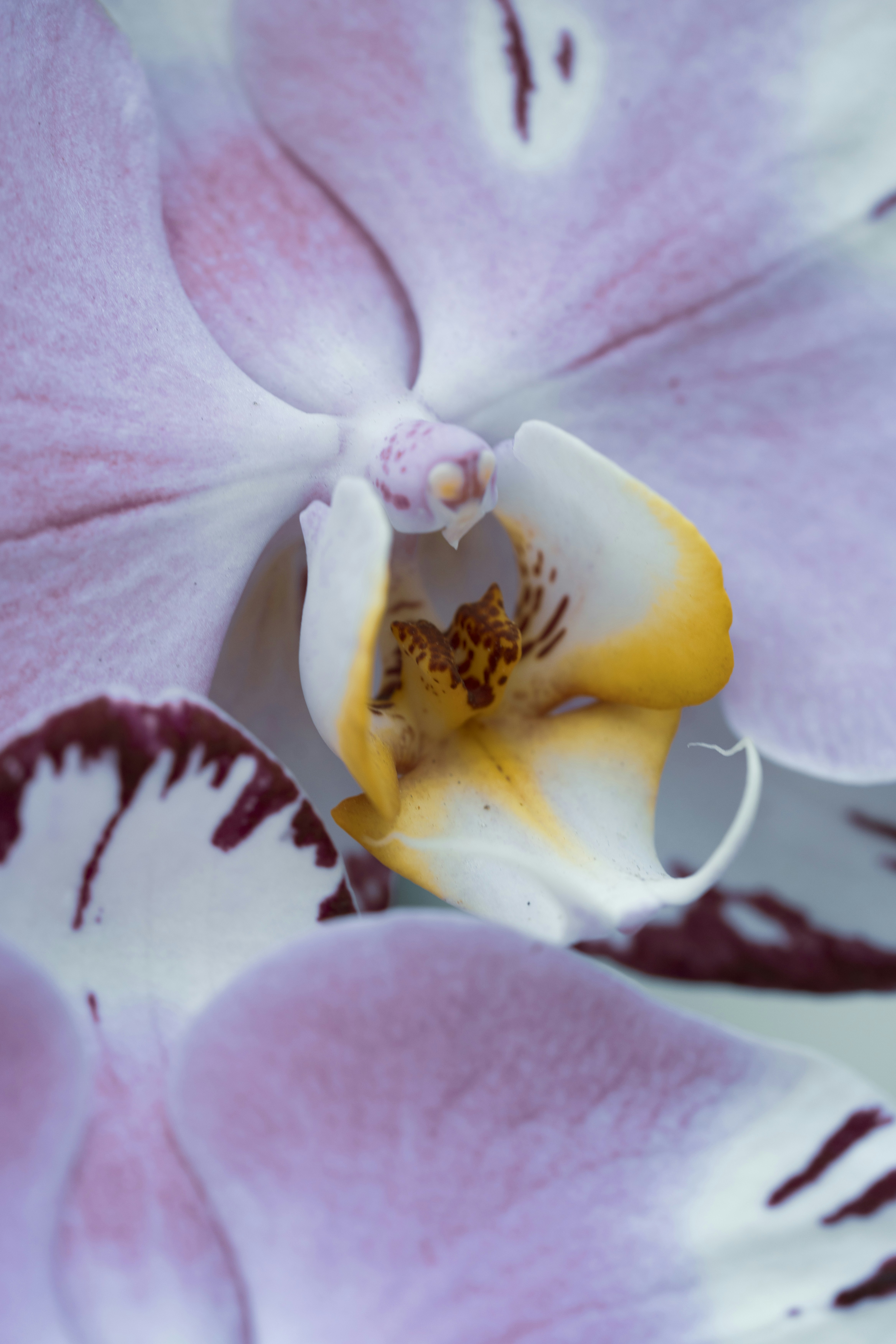 Orchid Reveal: Close-Up of Soft Pink Petals and Intricate Lip