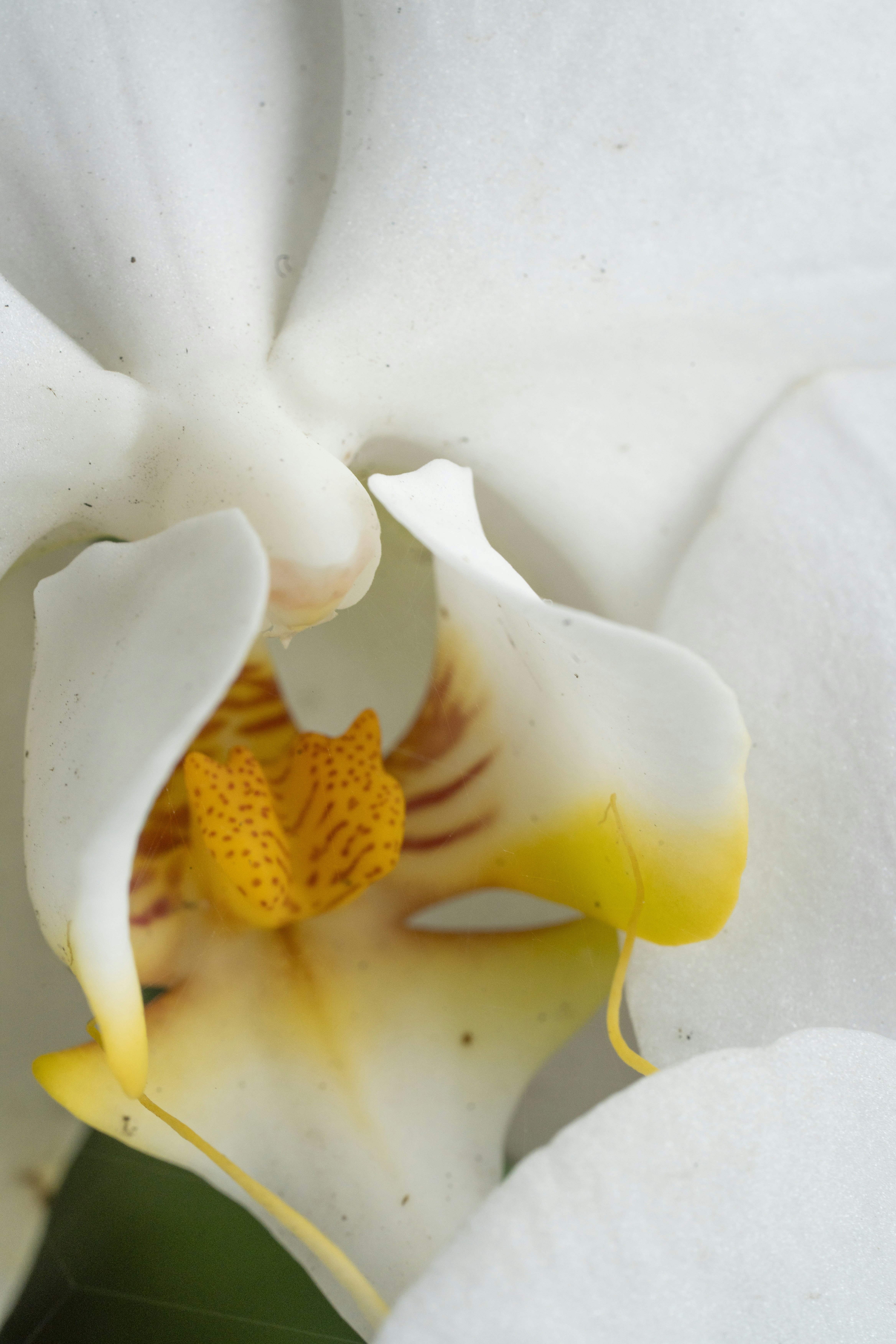 Photo by Marina Jazmin Rozengurt with Sony Alpha 7 IV