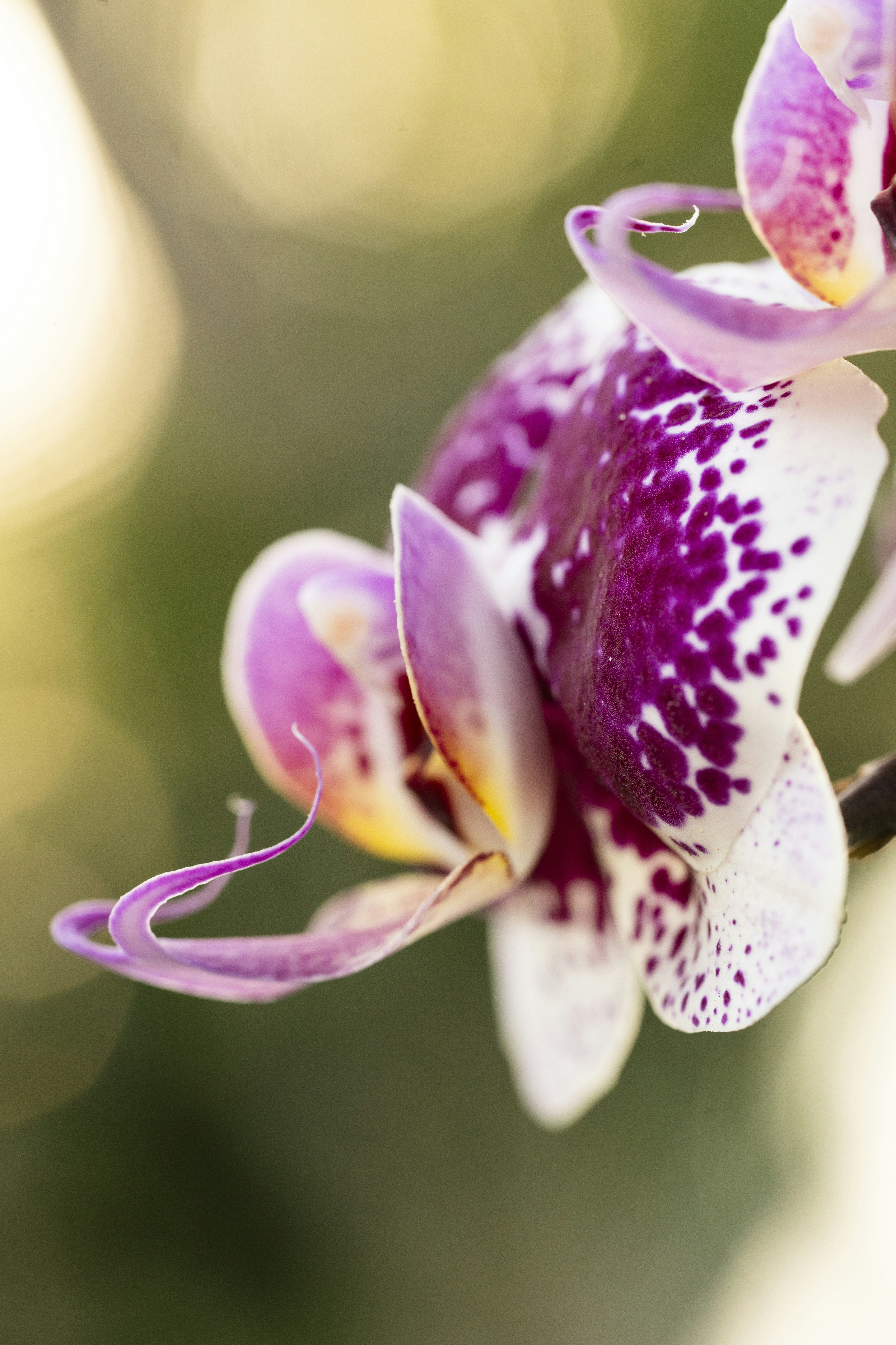 Orchid Elegance: Close-Up Bloom in Soft Focus Greens