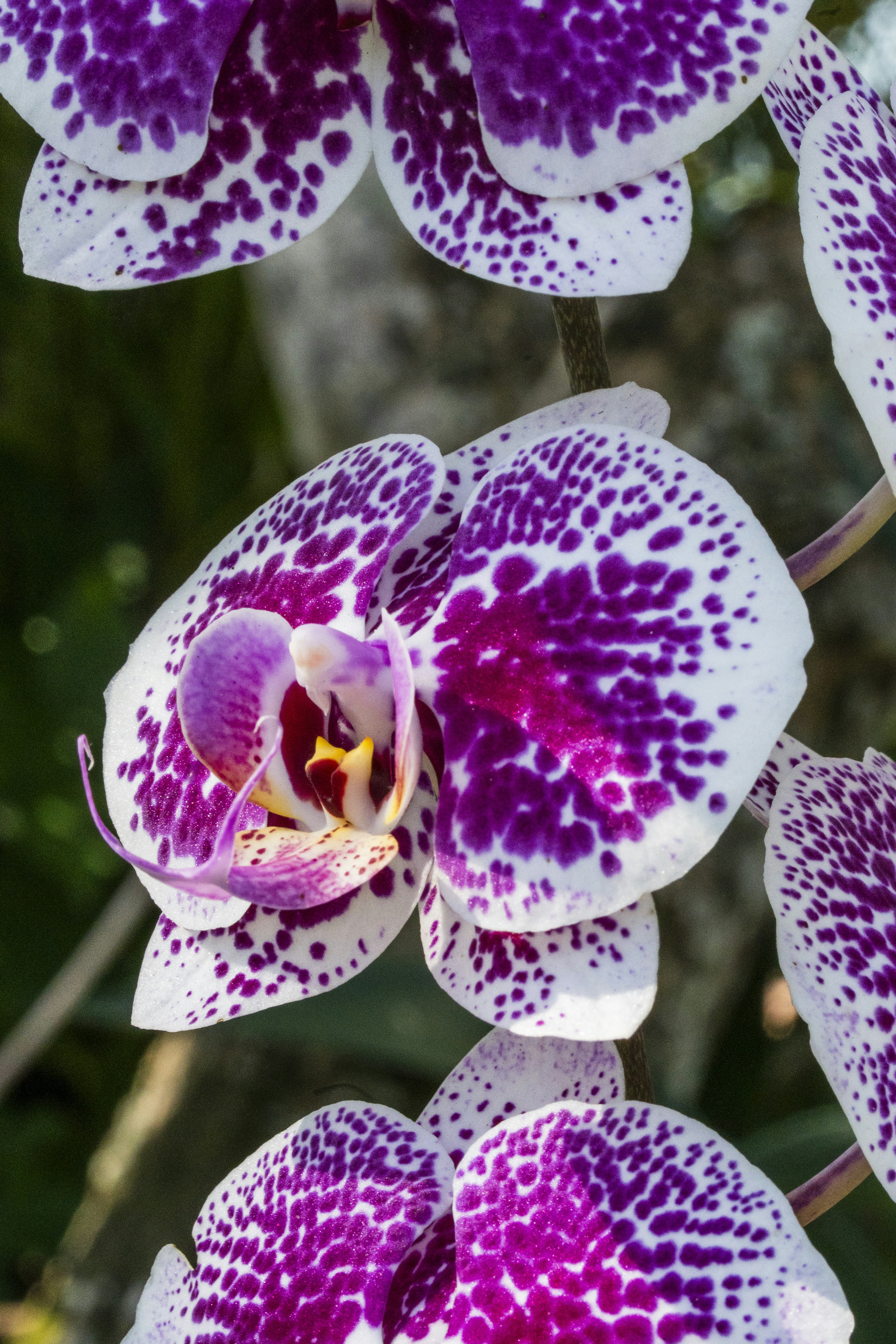 Violet-and-White Orchid Close-Up: A Symmetry of Spots