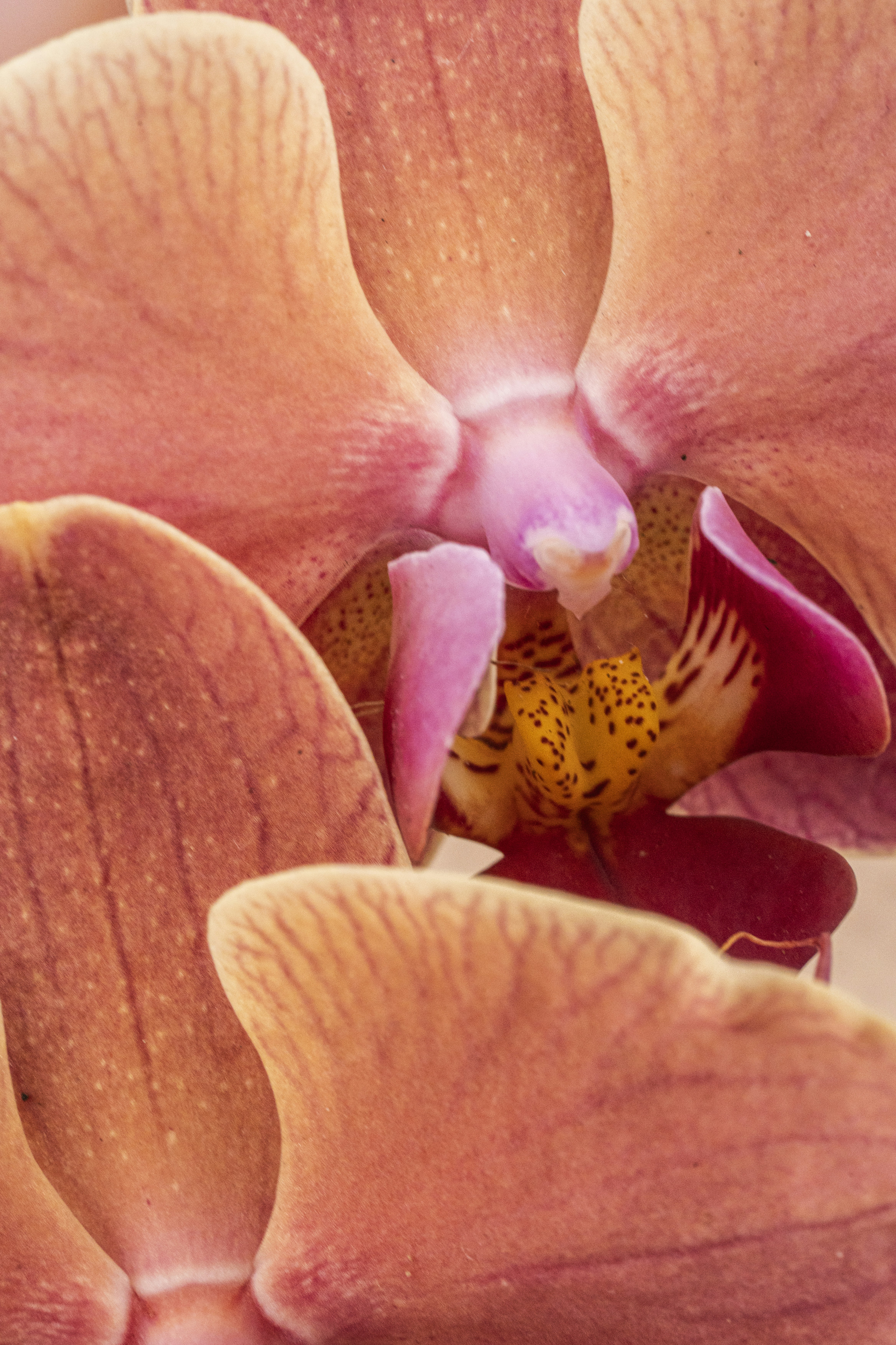 Close-up of Orchid Anatomy: Soft Peach Petals Embrace a Central Bloom