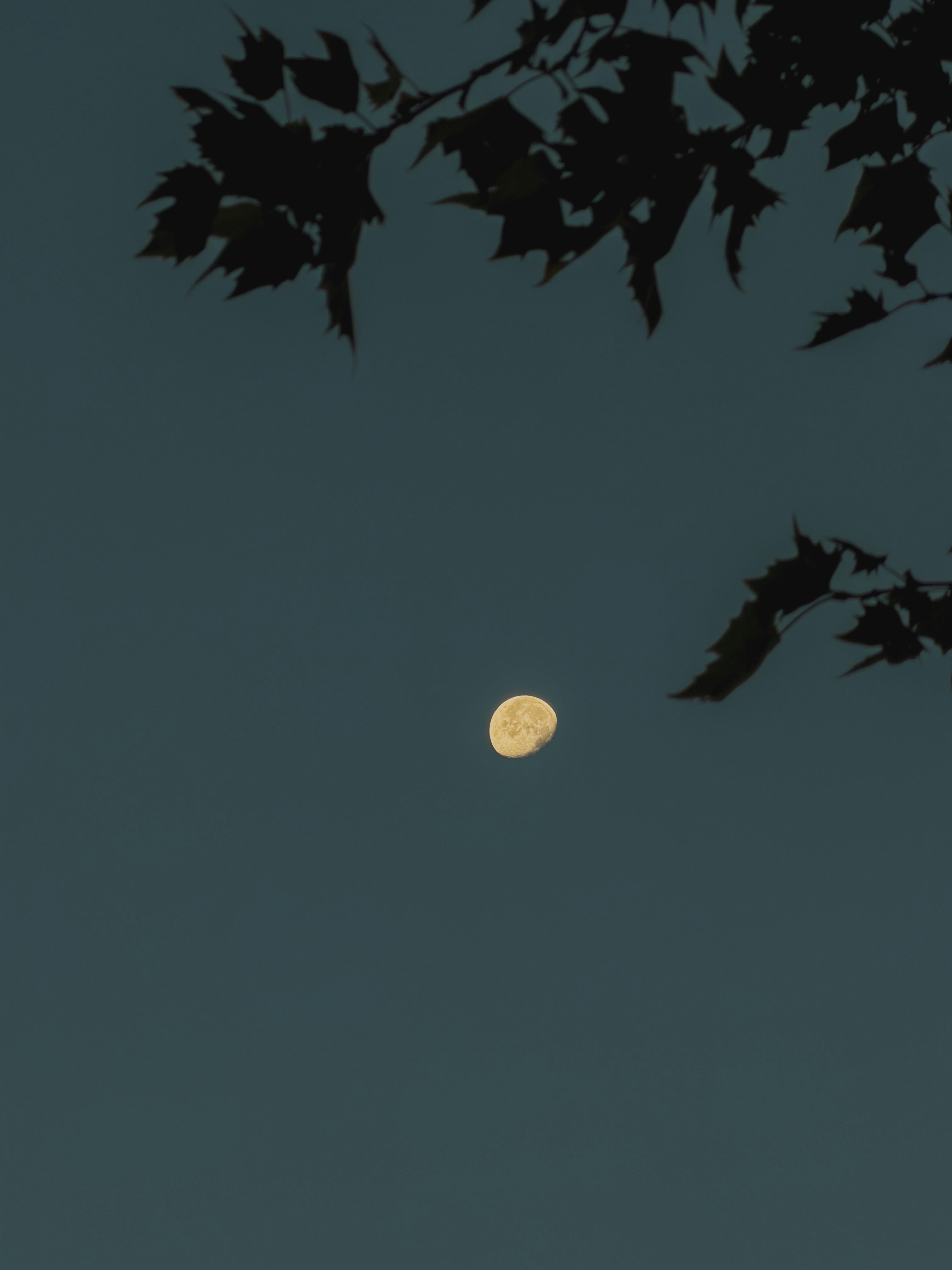 Moonlit Sky: Lunar Pearl Amid Branches