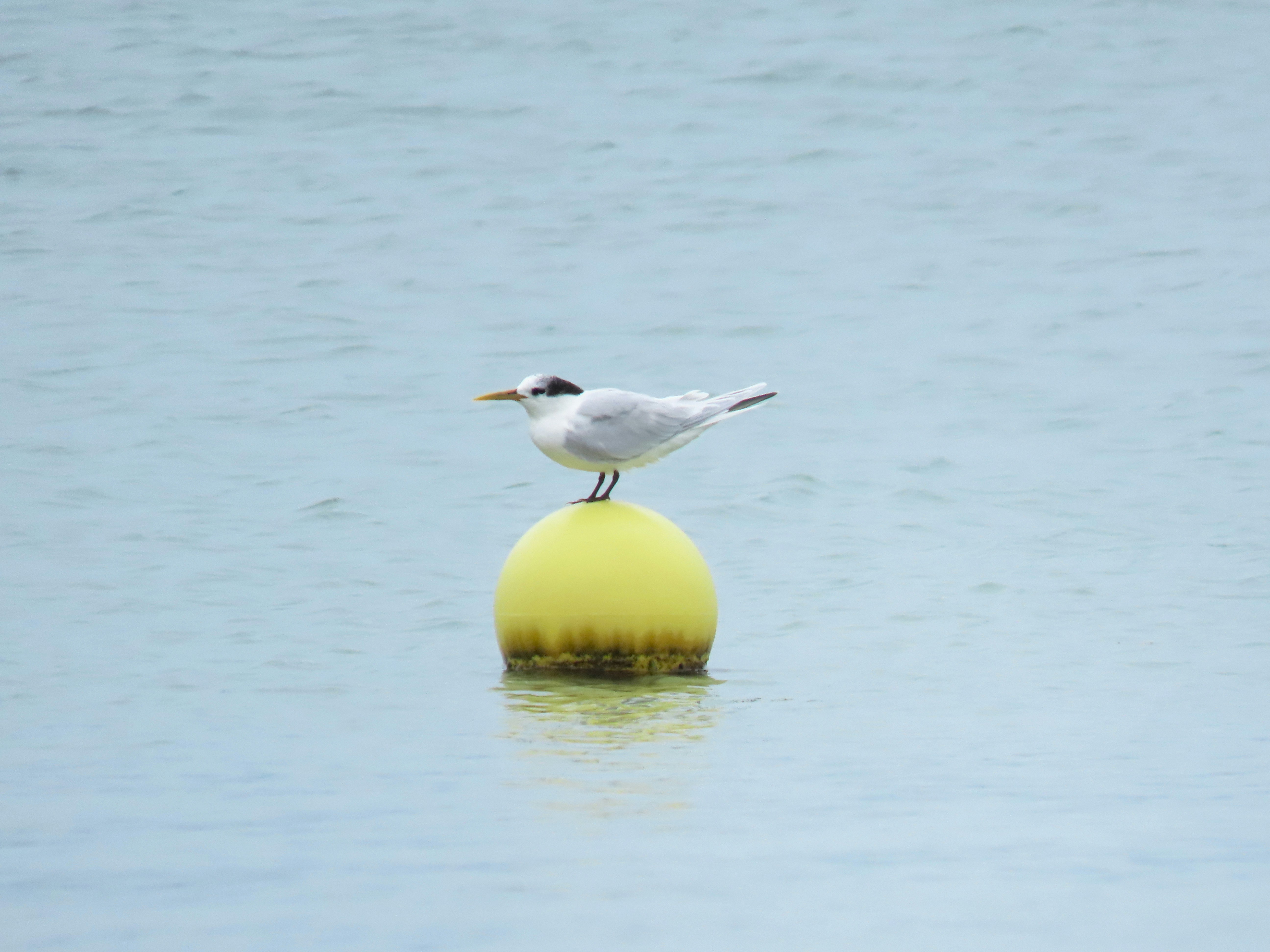 Yellow Buoy Sentinel: A Seagull Perched Above Quiet Blue Waters