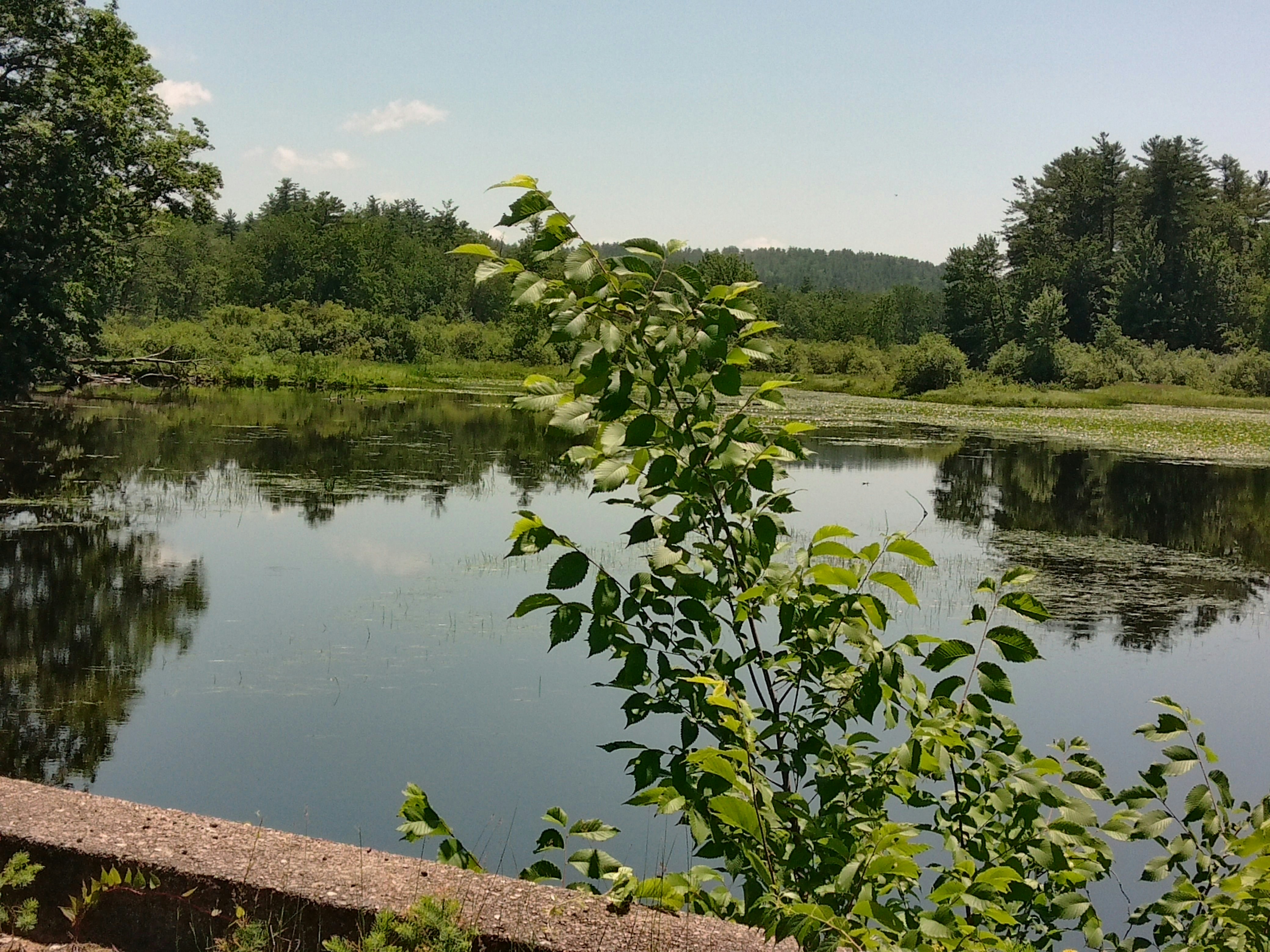 Calm pond surrounded by green trees and a clear sky.