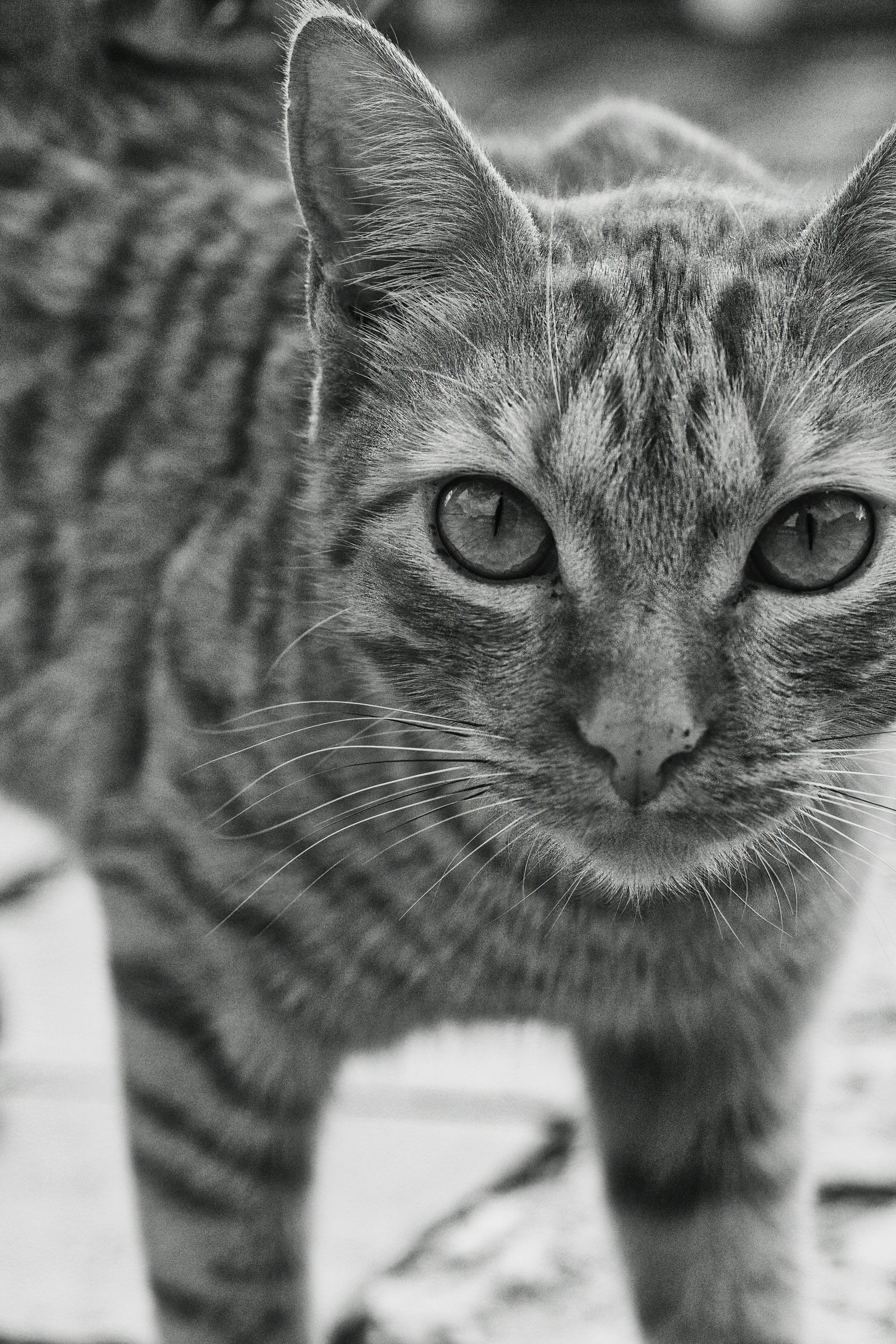 Close-Up Whisker Watch: A Cat’s Expressive Gaze