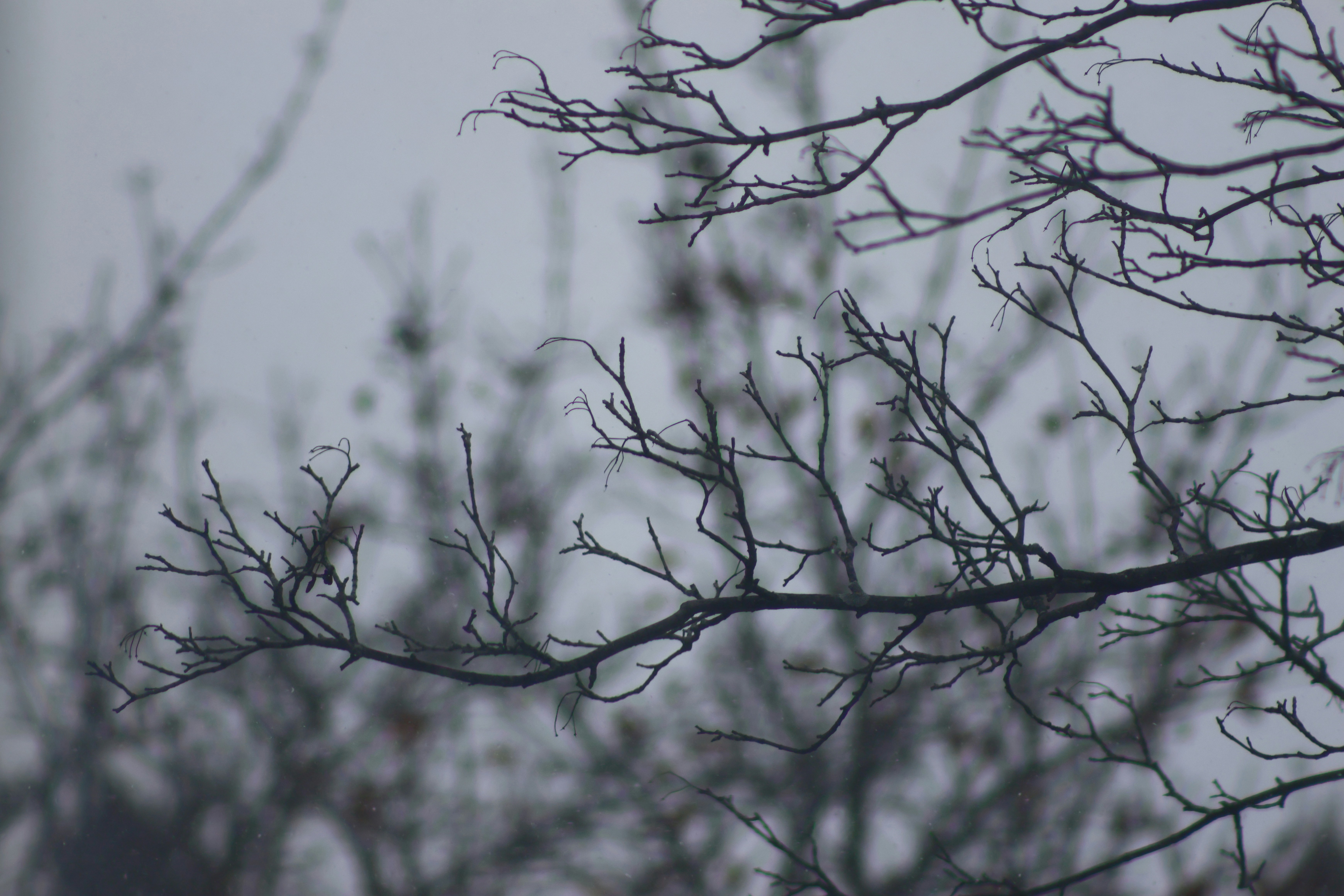 Bare, intertwining branches stretch across a muted gray sky, creating a stark winter silhouette. A minimal, abstract landscape focus on negative space and texture.