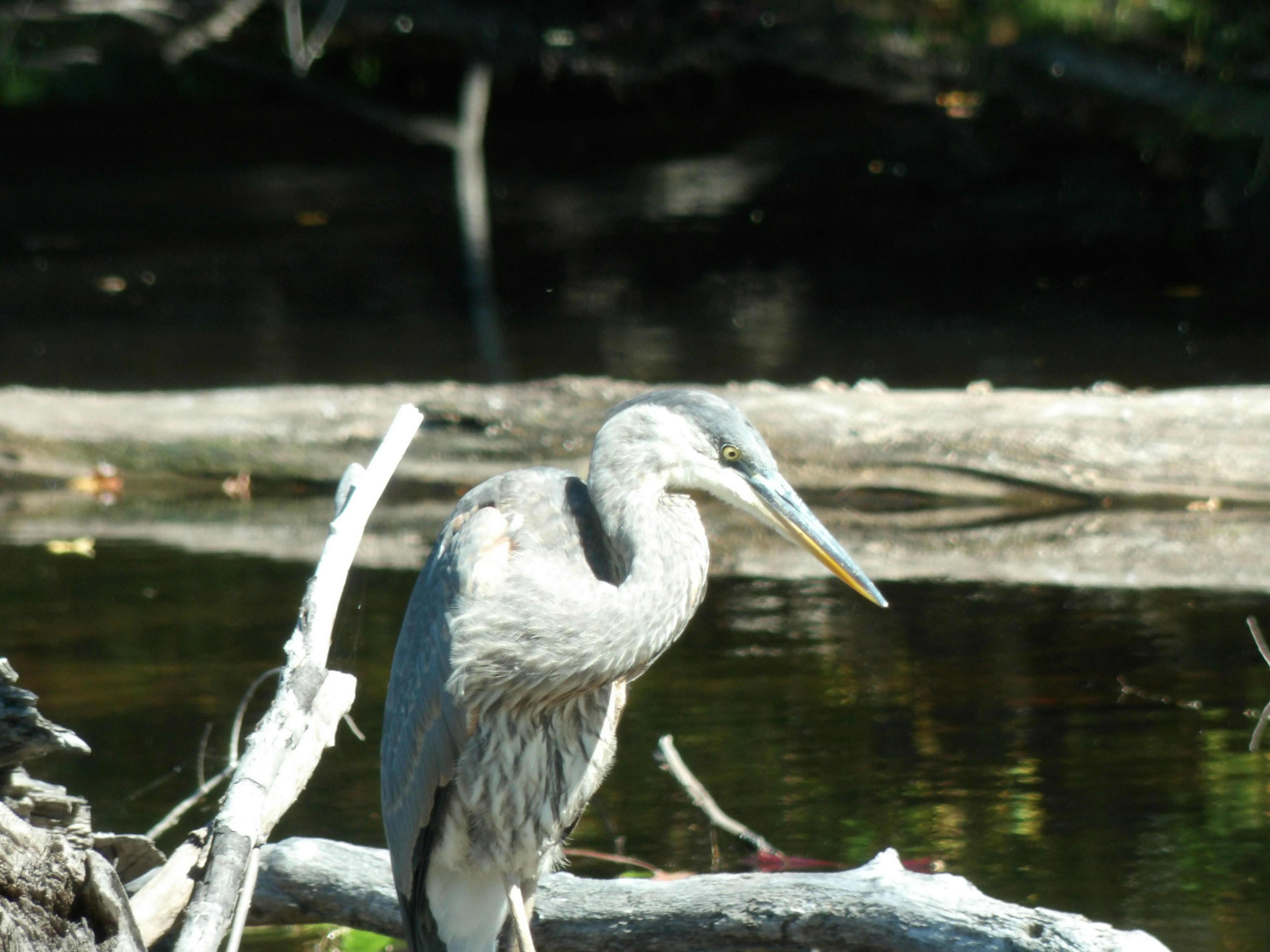 Photo by tammy higgins with Kodak PIXPRO AZ901