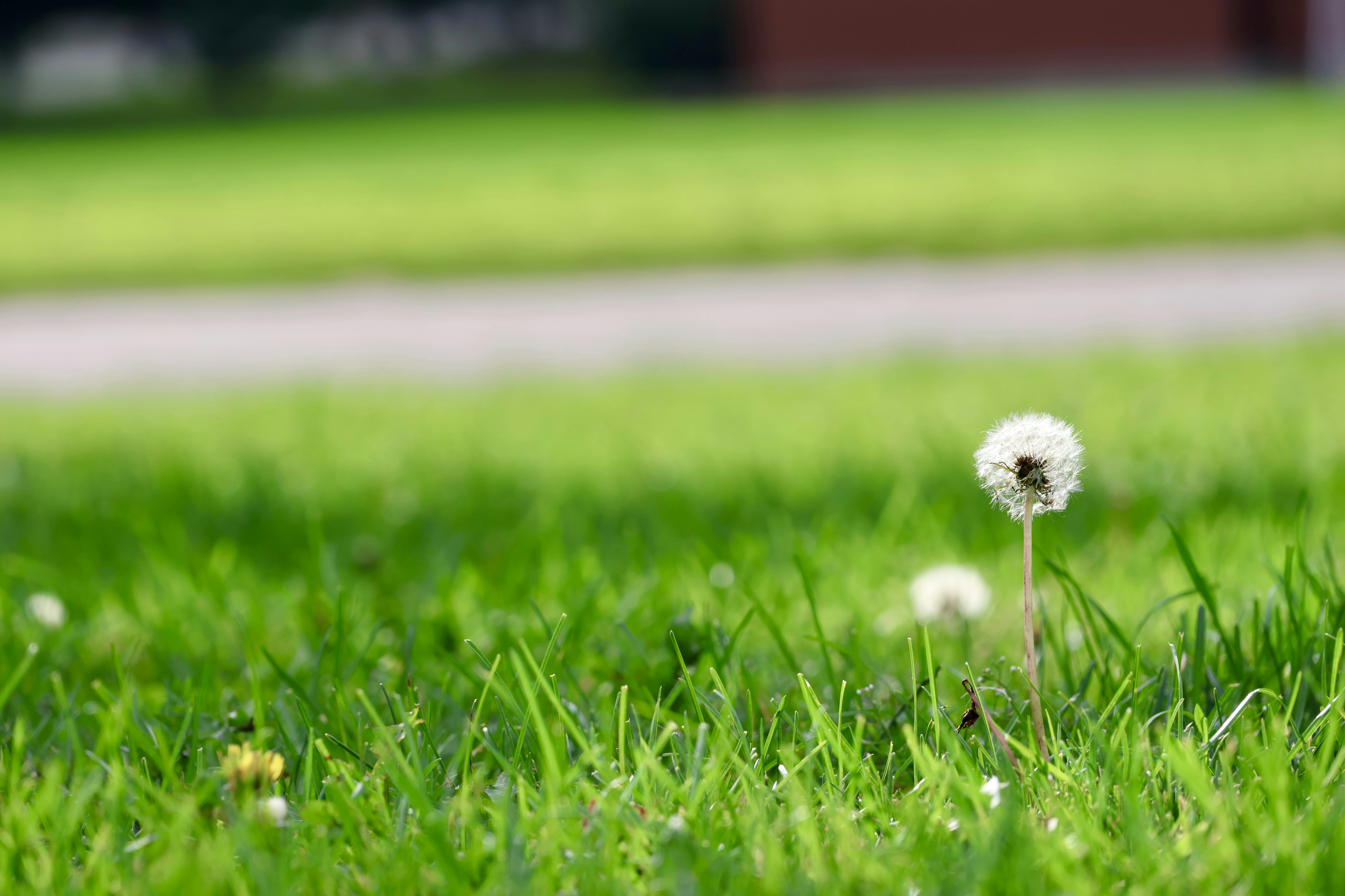 Ground-level Dandelion Sentinel in Sunlit Lawn