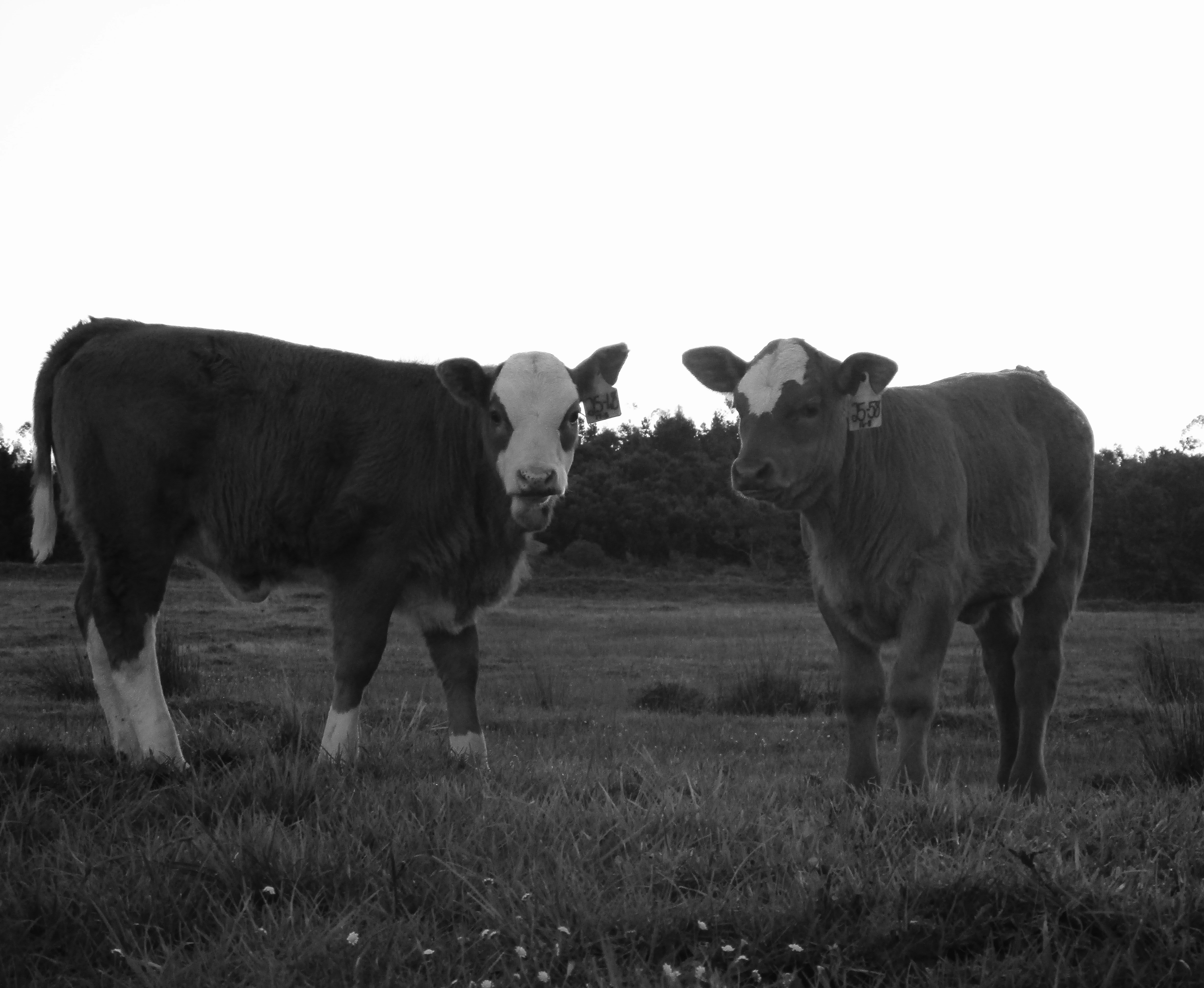 Two Cows in a Quiet Field at Dusk