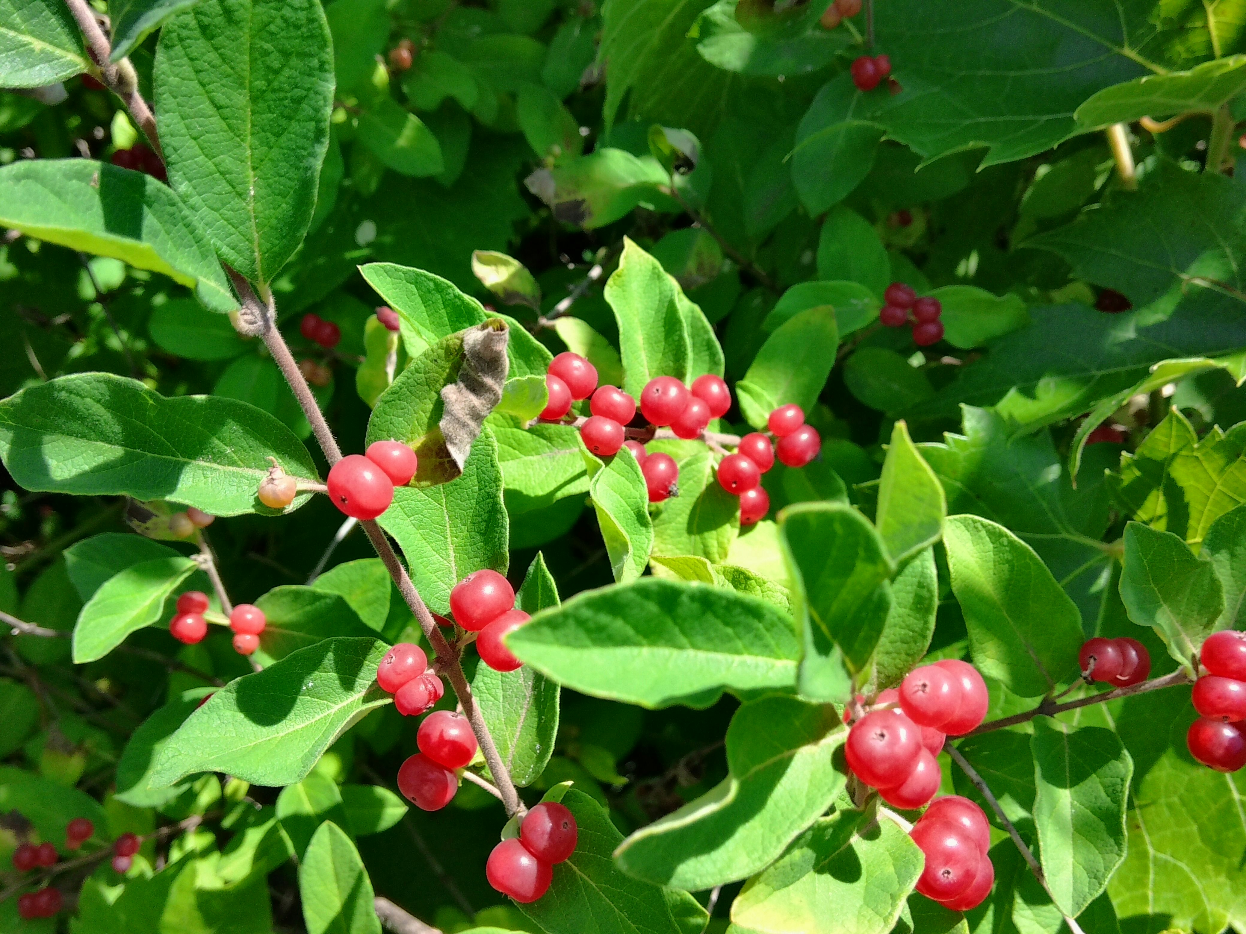 Vibrant red berries on a green bush in sunlight.