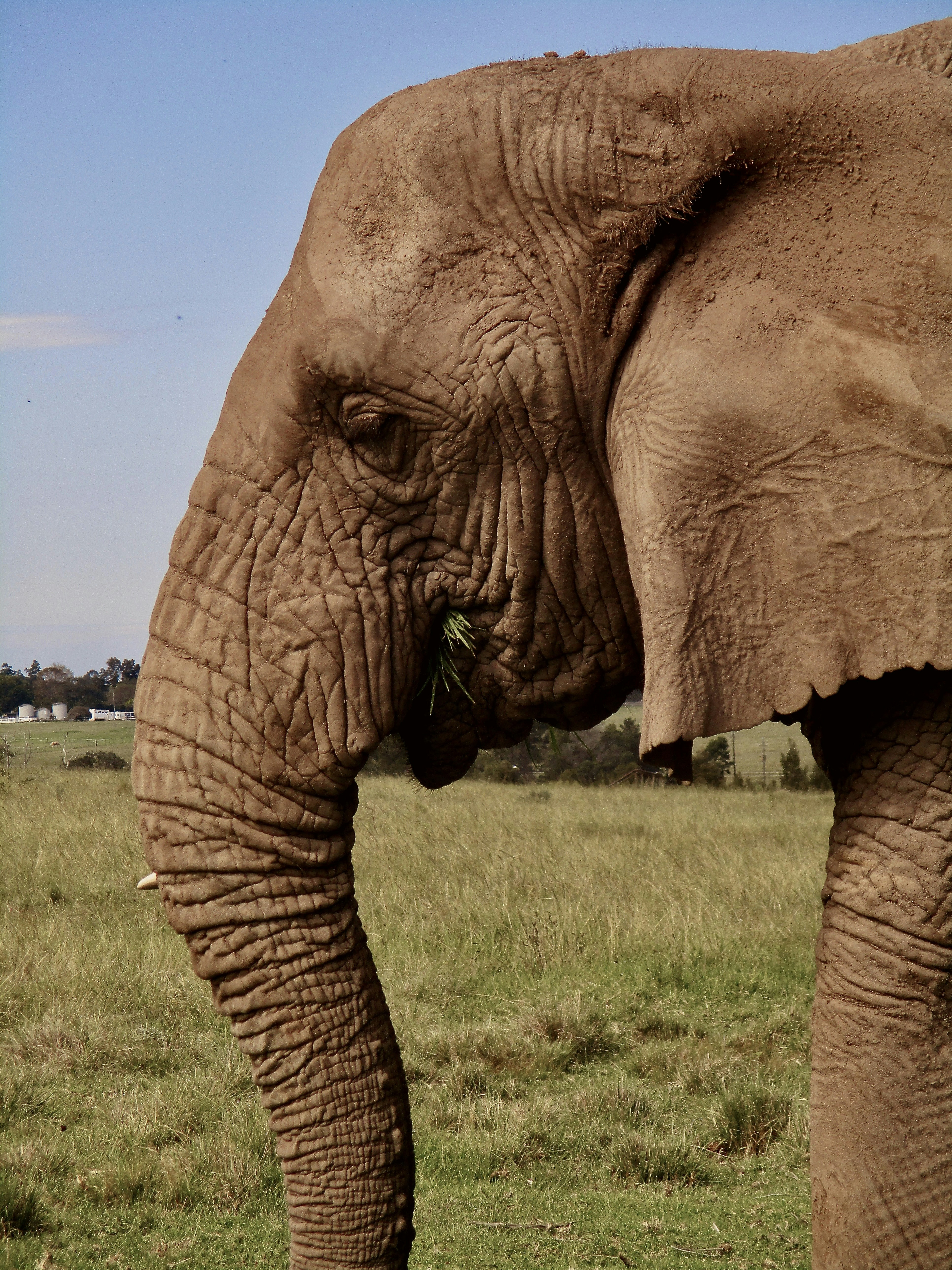 Gentle Giant in a Sunlit Savanna
