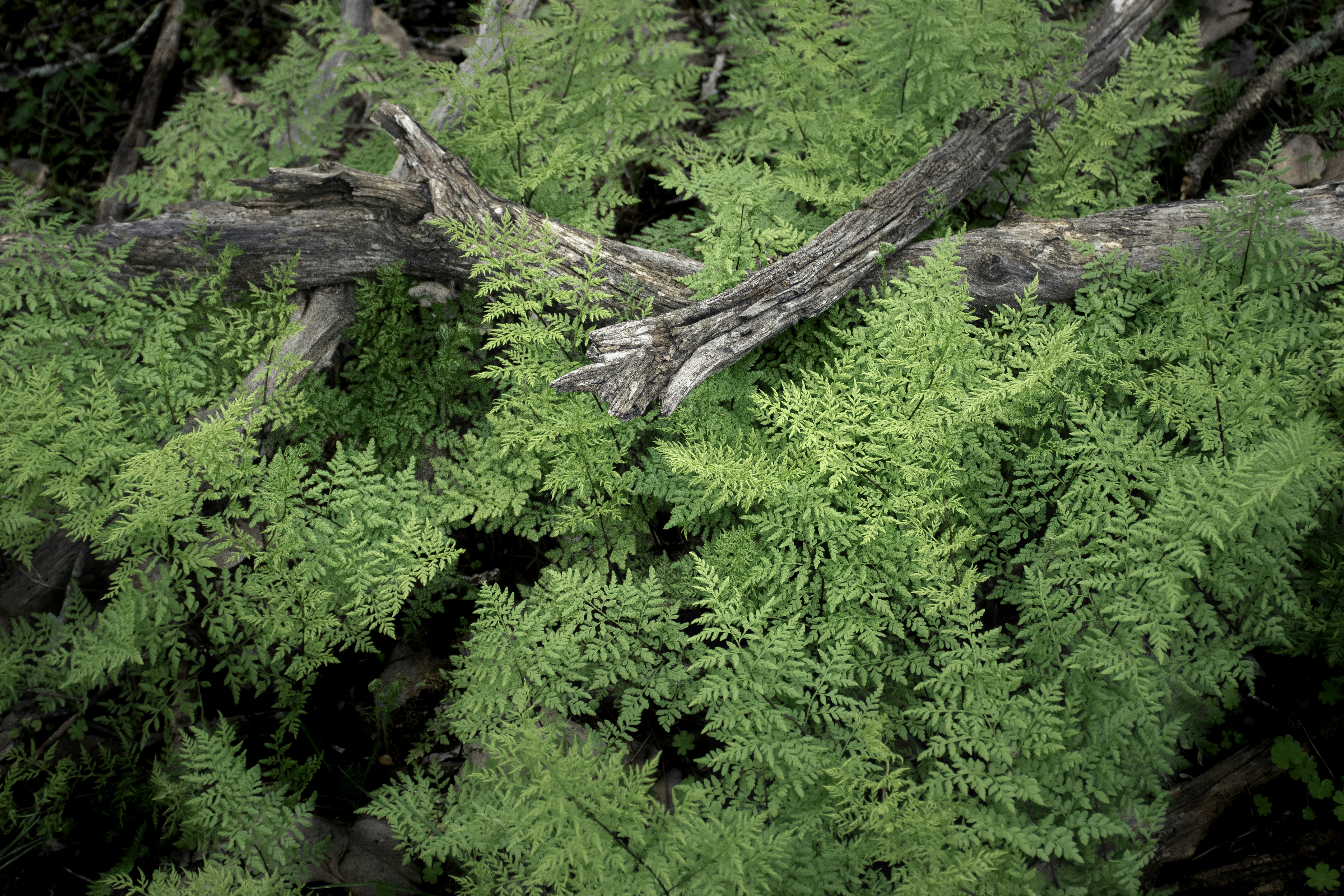 Sunlit Fern Chorus with Weathered Log Framing