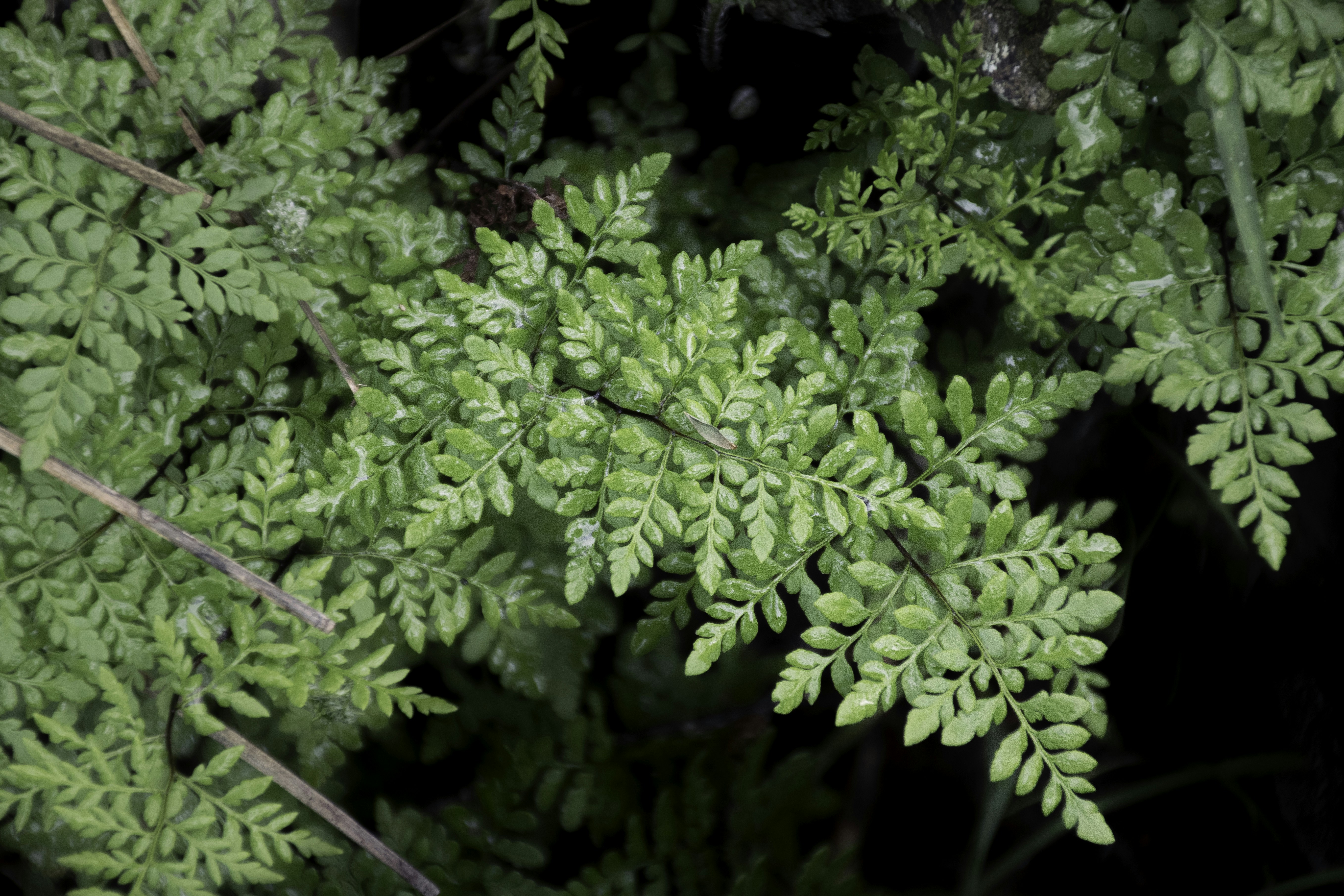 Fronds in Focus: A Quiet Bank of Ferns