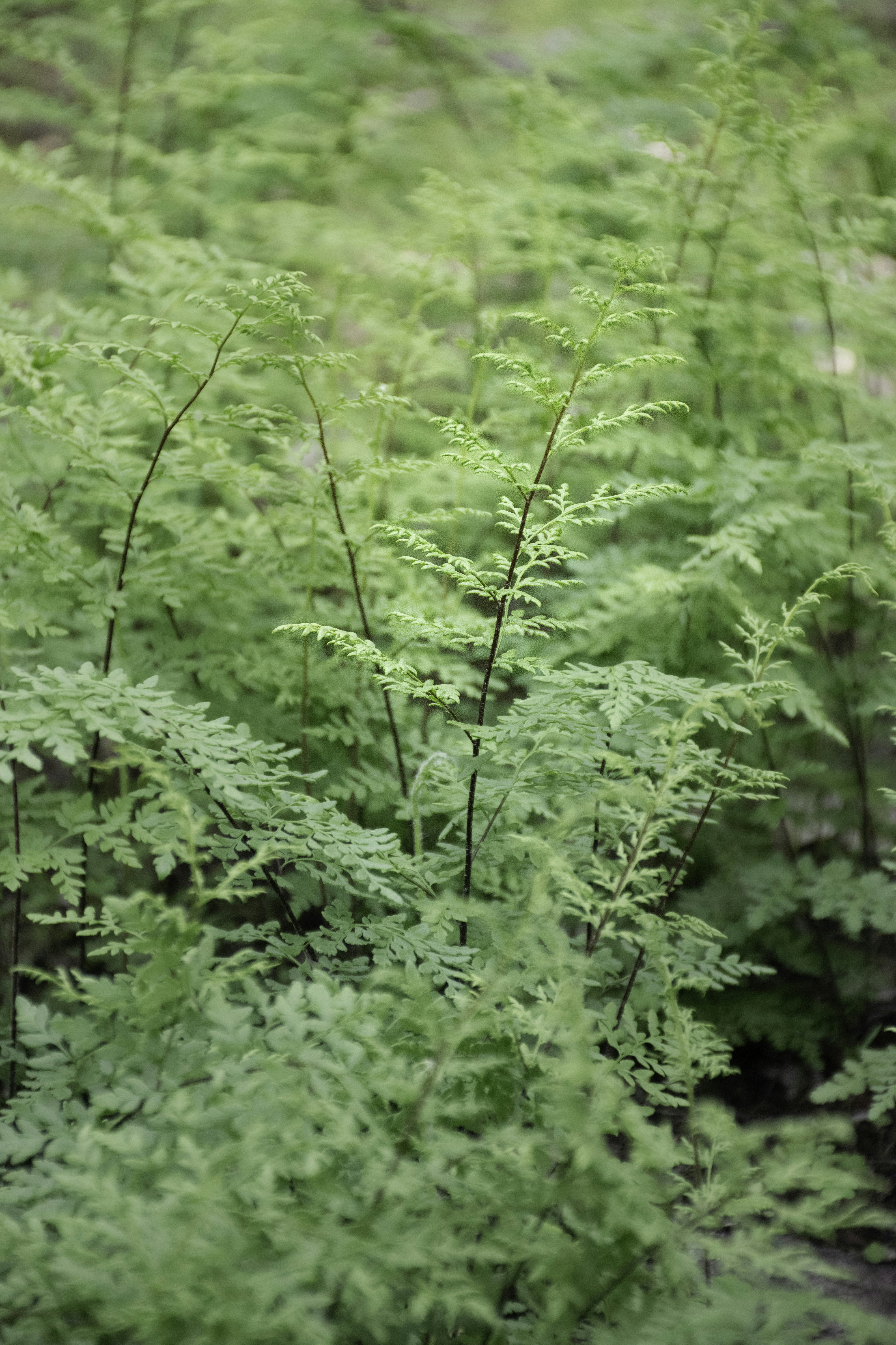 Emerald Fern Glade: Delicate Fronds in a Quiet Understory