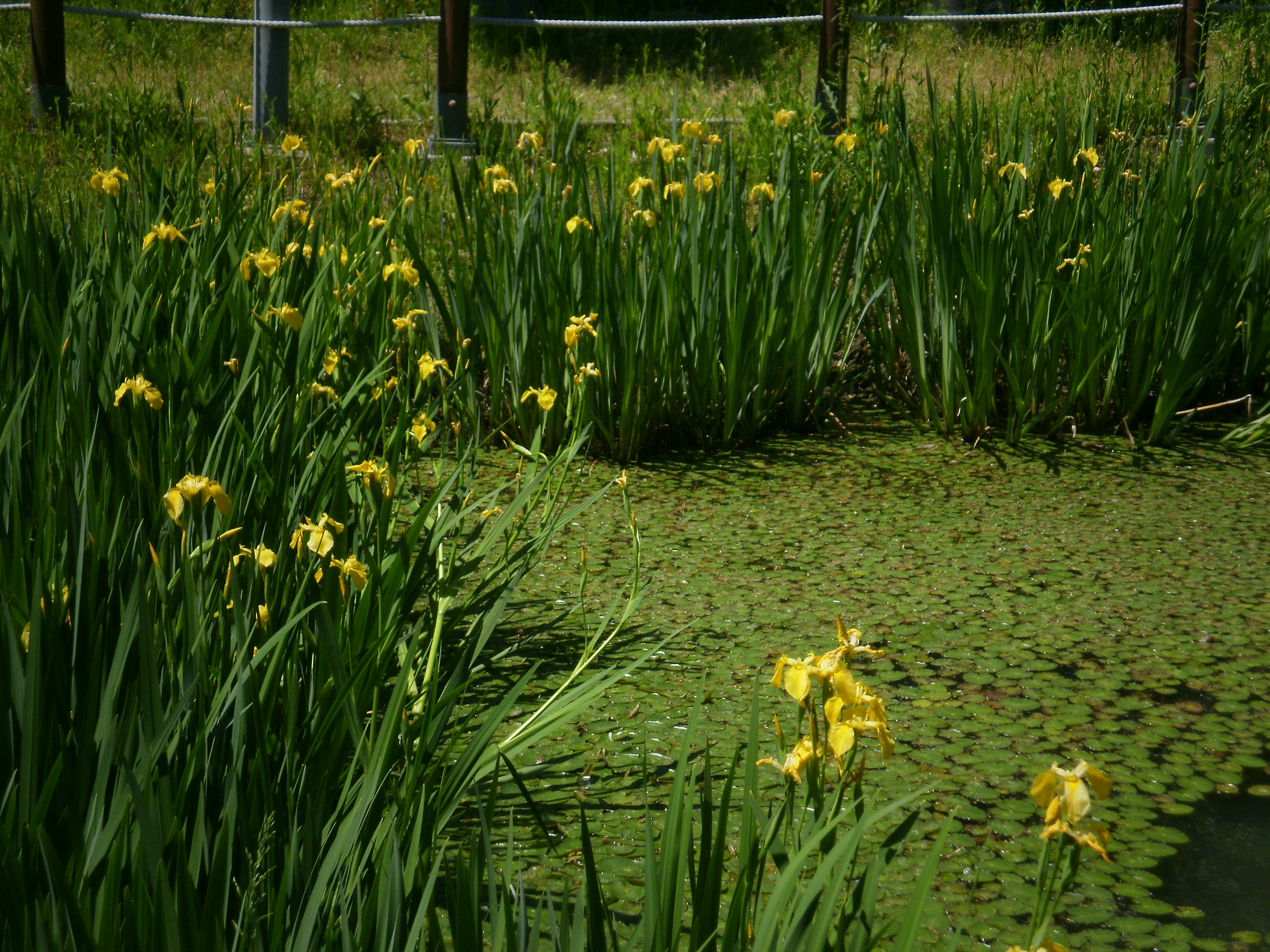 Yellow Irises at the Pond's Edge