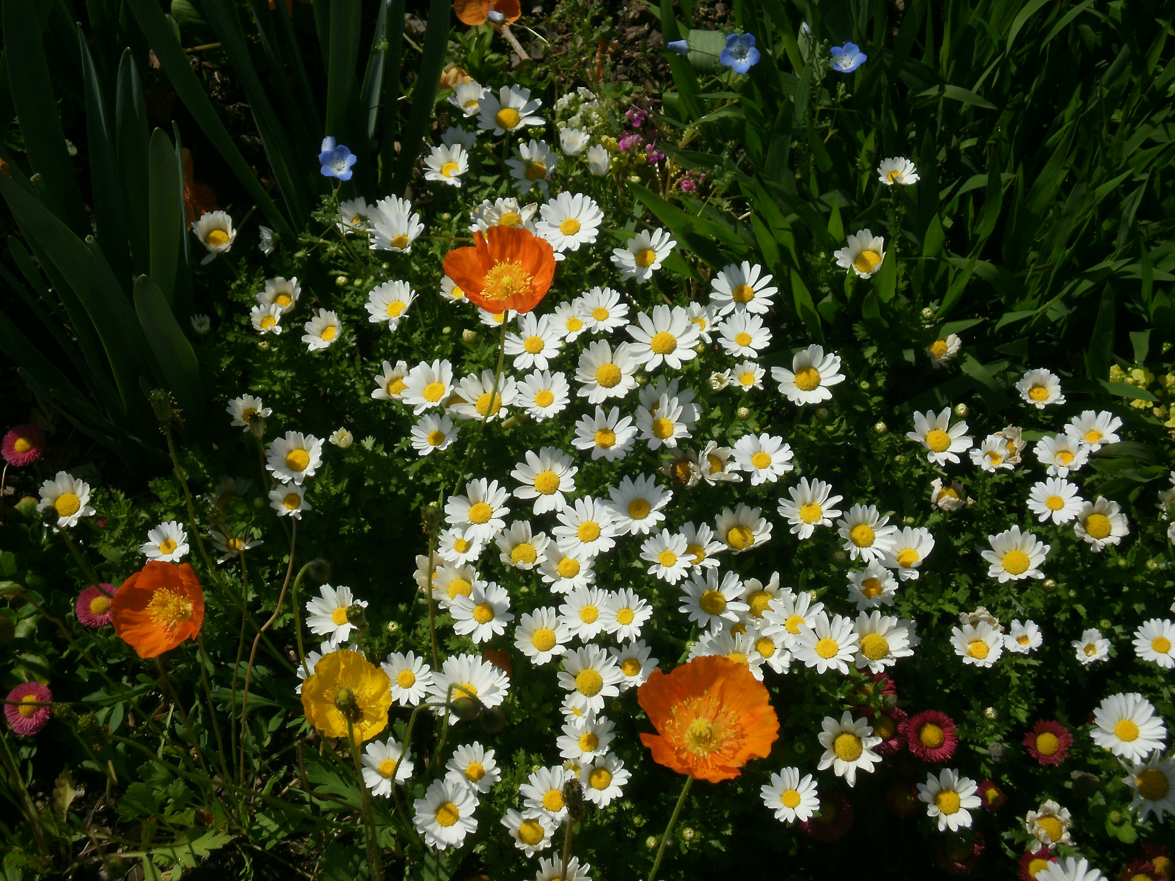 Orange poppies and white daisies in a sunlit flower bed