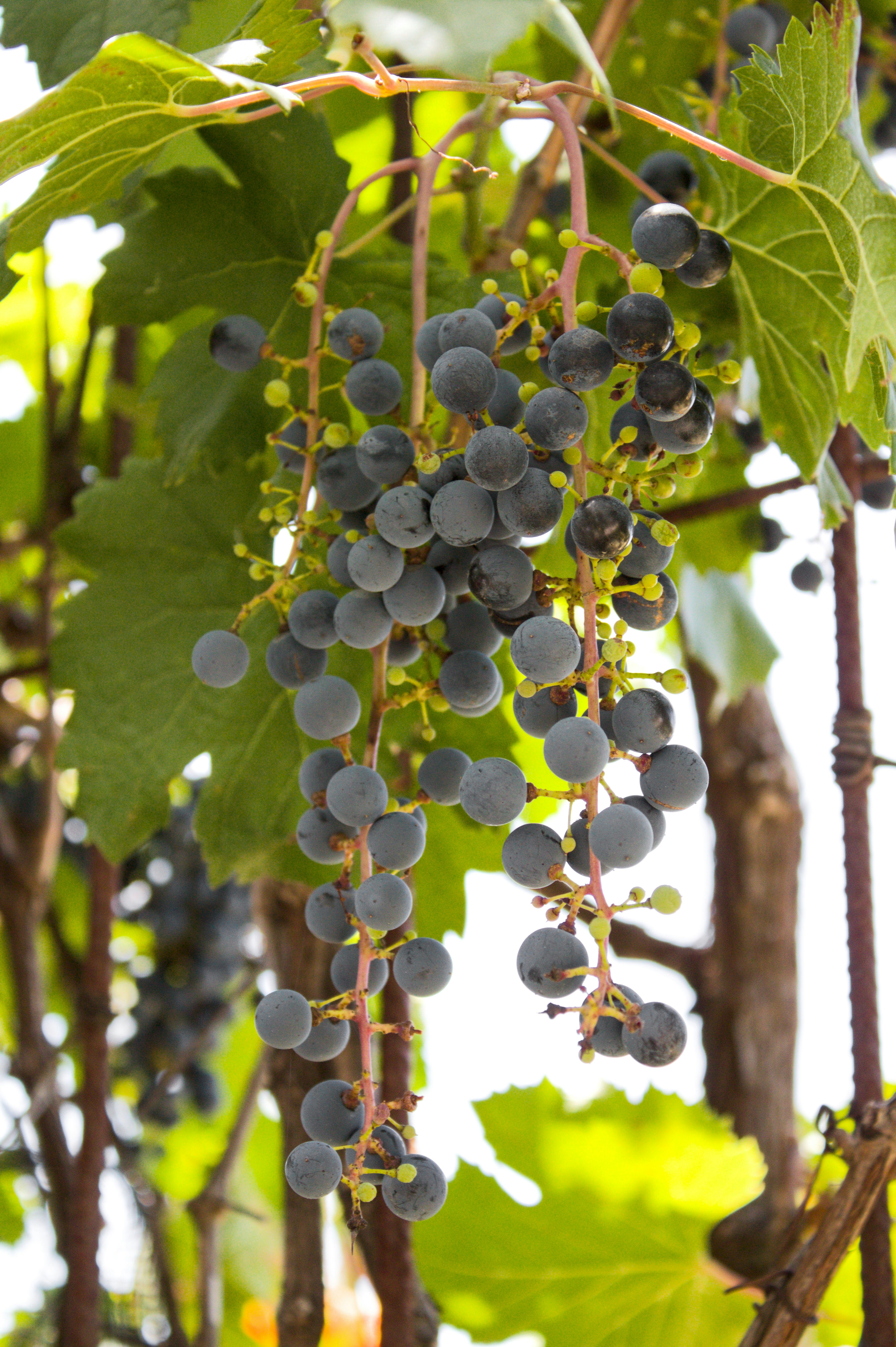 Grapevine Cluster: midnight blue berries in sunlit emerald canopy