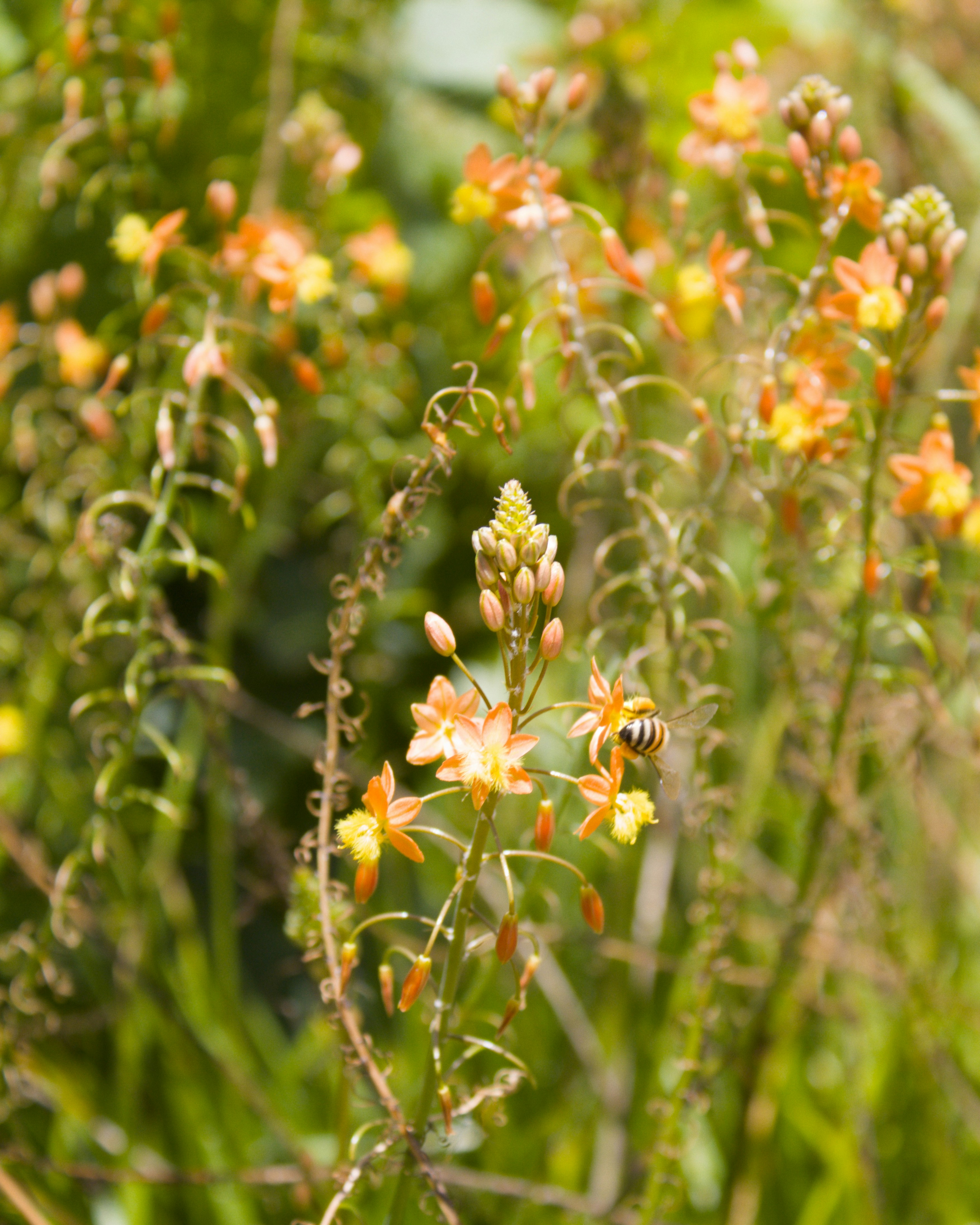 Bee's Pause Among Orange Pines: Nectar in Focus