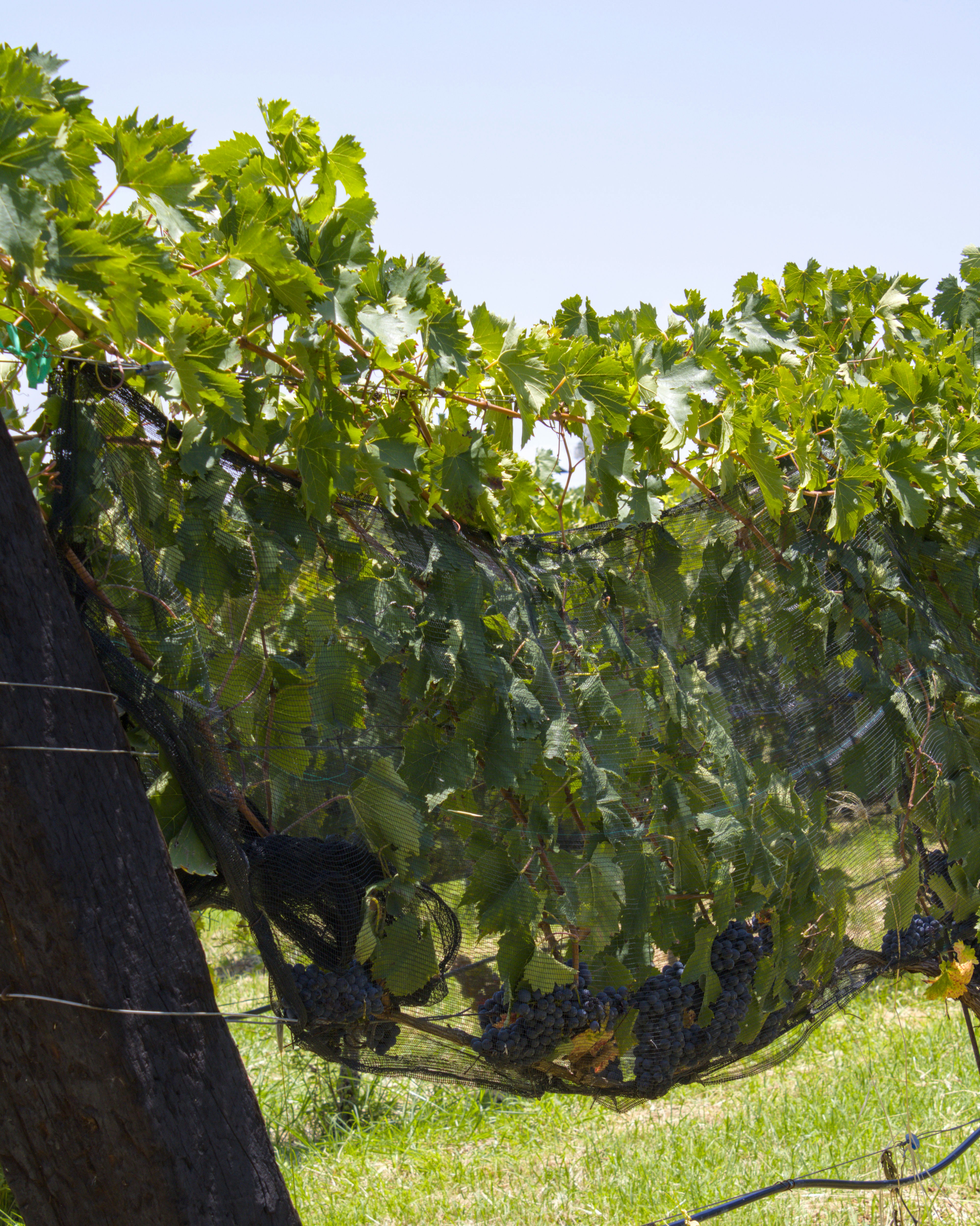 Sunlit Vineyard Canopy Overhang with Grapes