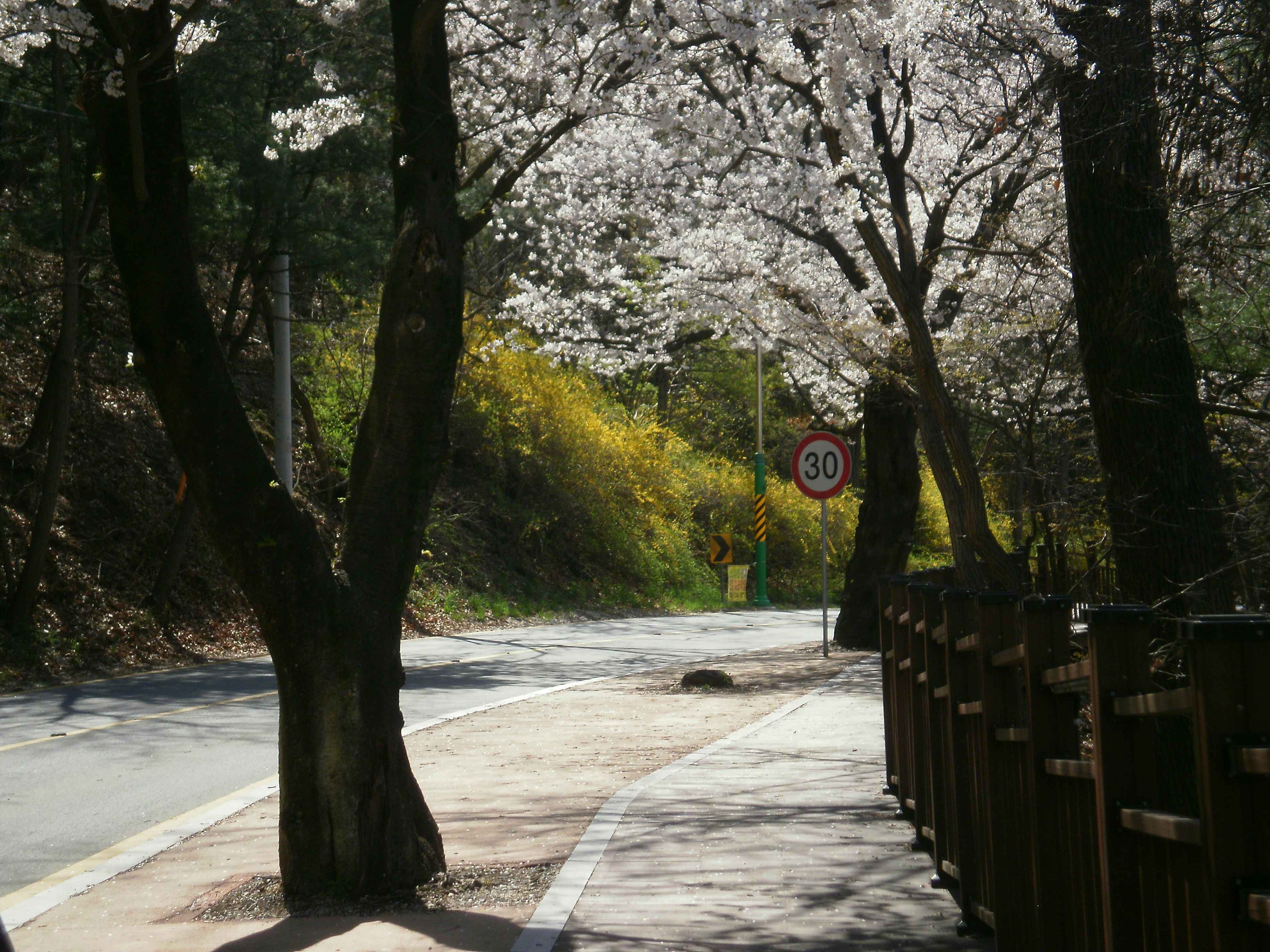 Blossom-lined Path Under a Quiet Sunrise Road
