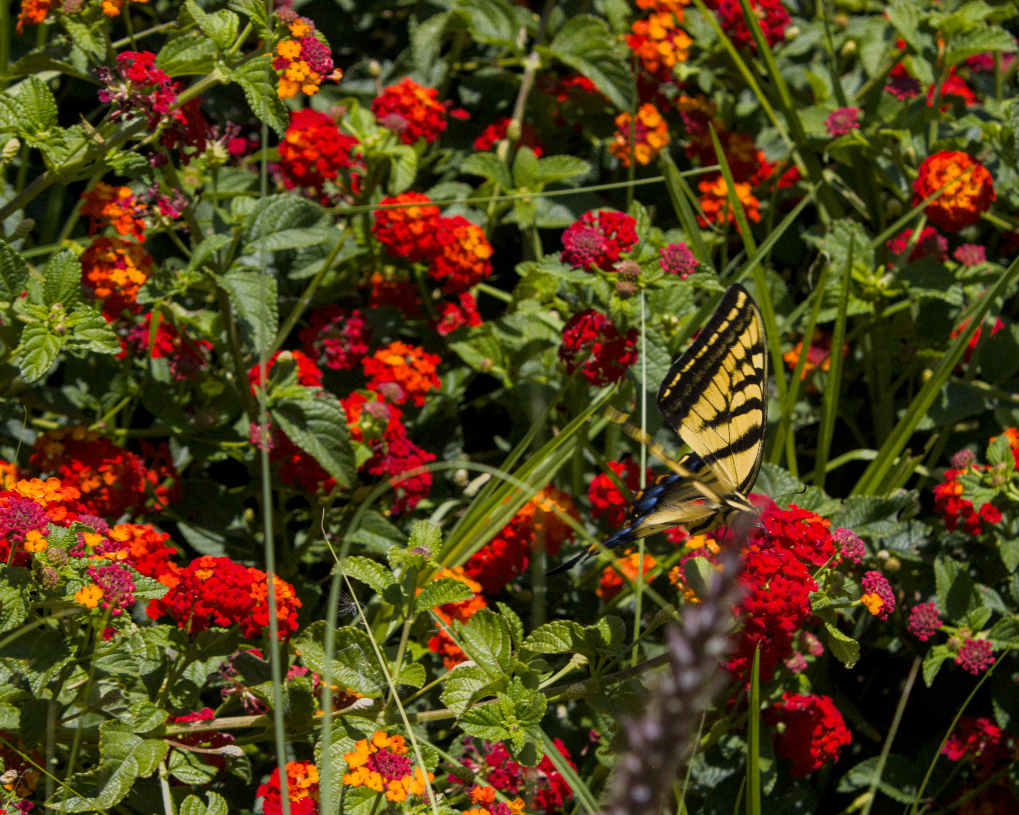 Tiger-striped butterfly resting amid a blaze of zesty lantanas