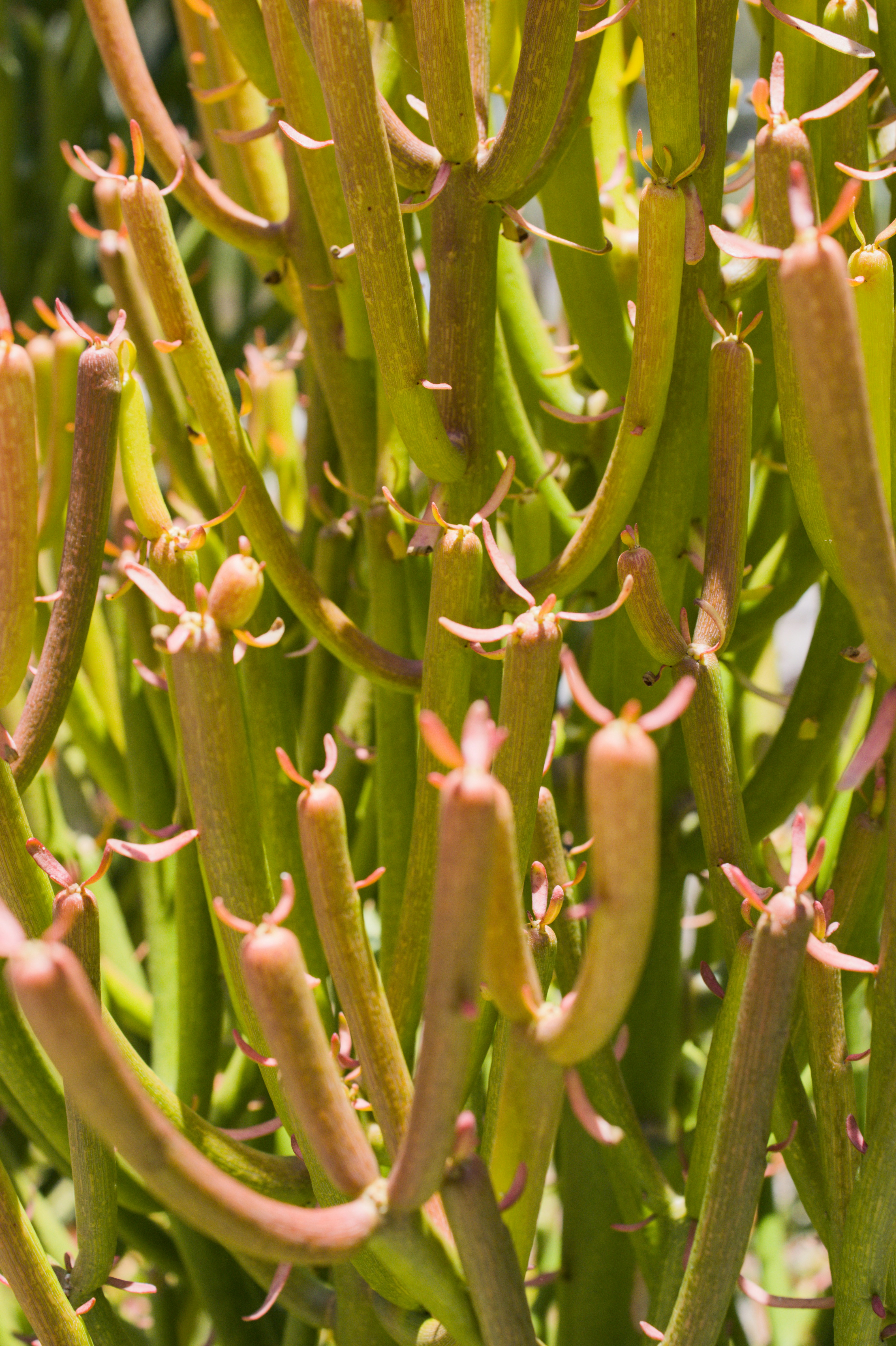 Thrumming stems: a sunlit sea of succulent shoots